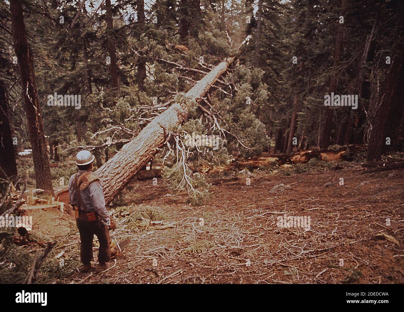 Dropping a red fir tree hi-res stock photography and images - Alamy