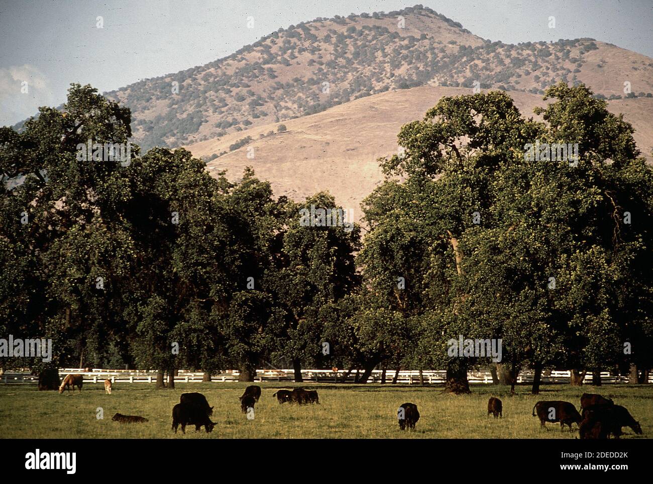 1970s Photos (1972) - Black angus cattle at ranch Stock Photo - Alamy