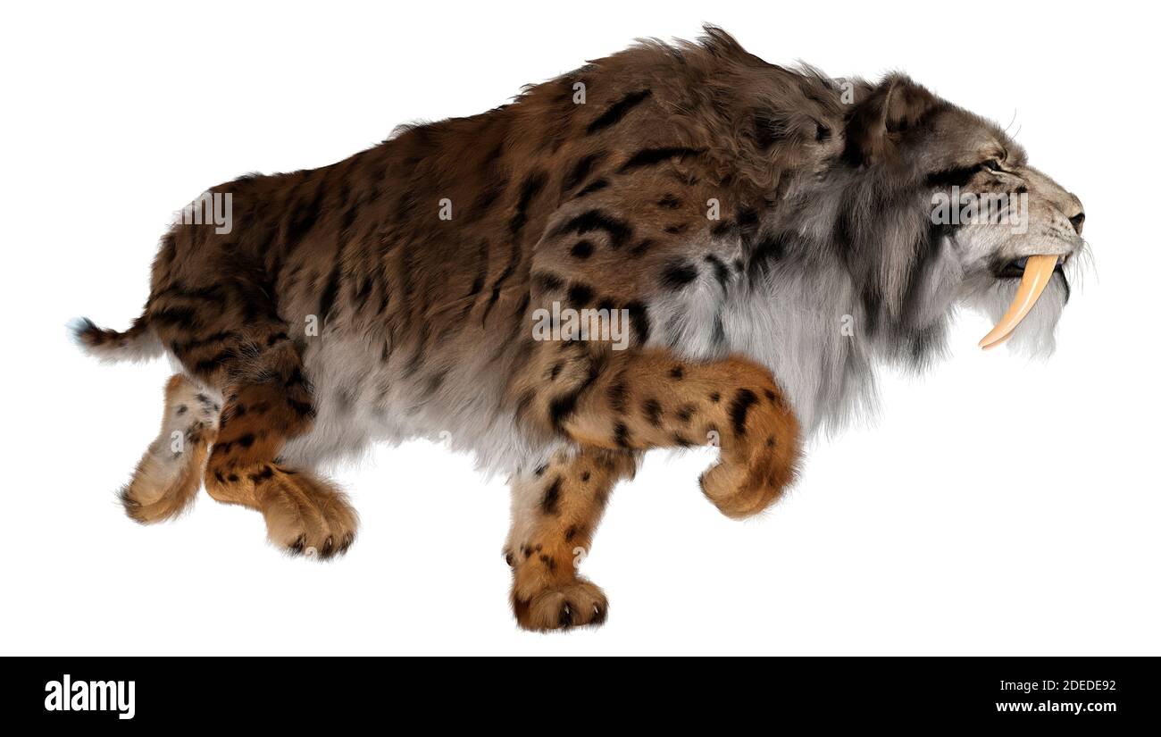 3D rendering of a sabertooth tiger isolated on white background Stock ...