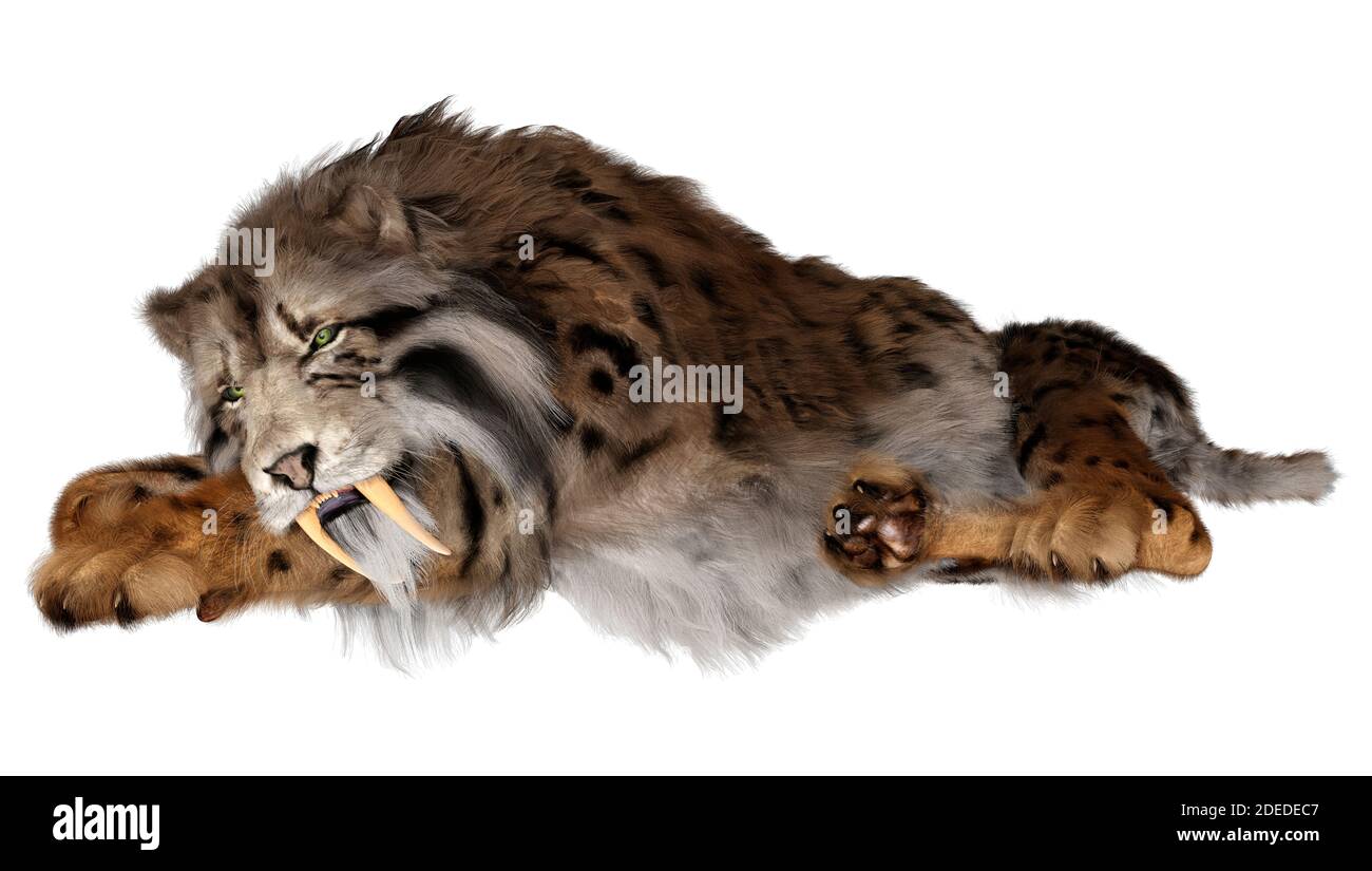 3D rendering of a sabertooth tiger isolated on white background Stock ...