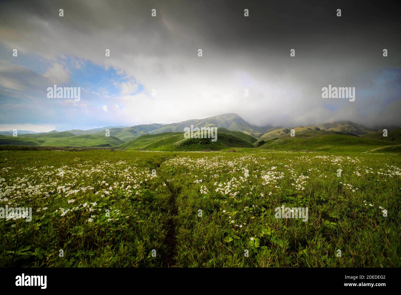 Dzukou Valley, Nagaland, Northeast India. The Dzükou Valley is located ...