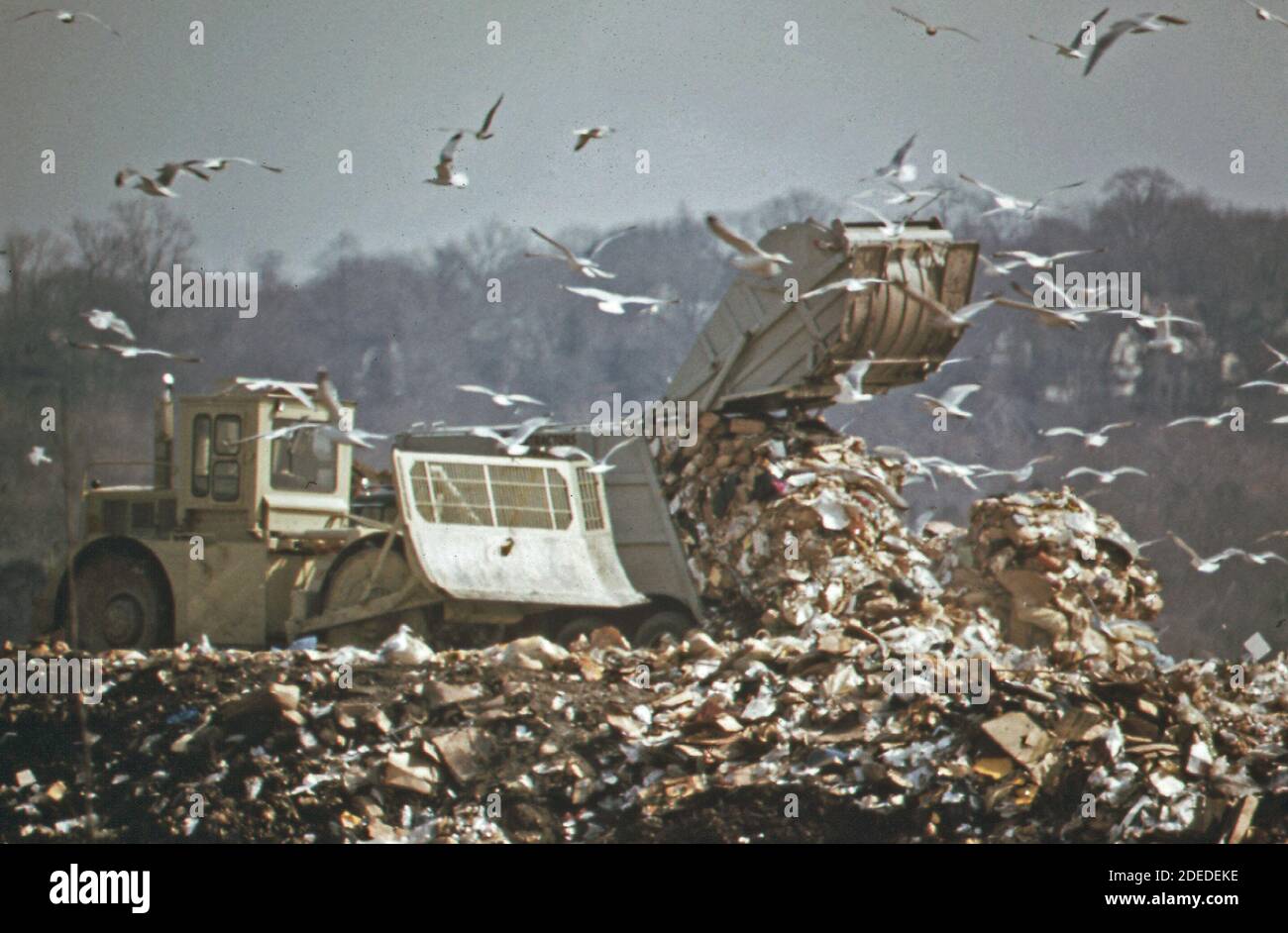 1970s Photo - (1973) - Attracted by garbage; seagulls flock by ...