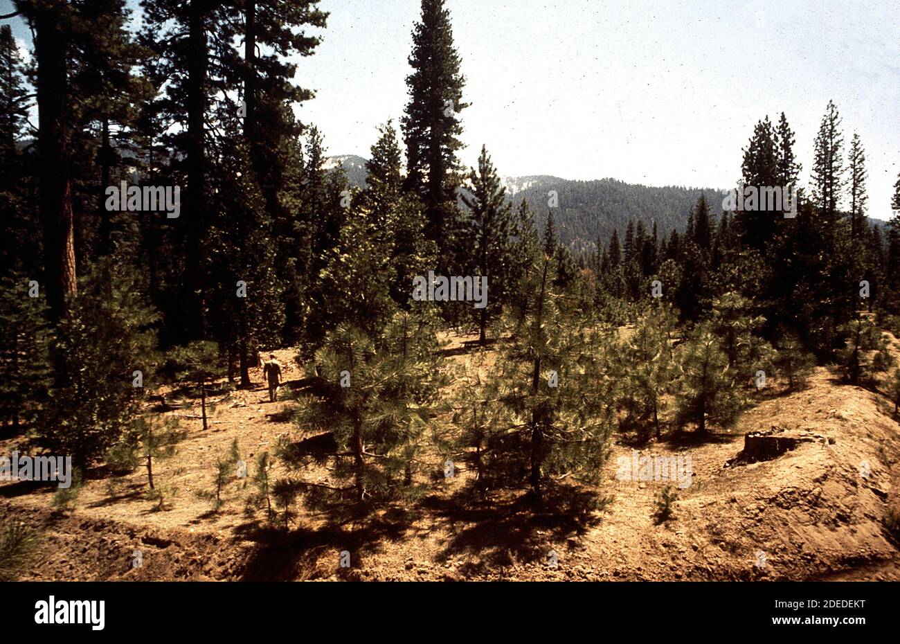 1970s Photos (1972) - A typical selective-cut forest (Sierra National ...