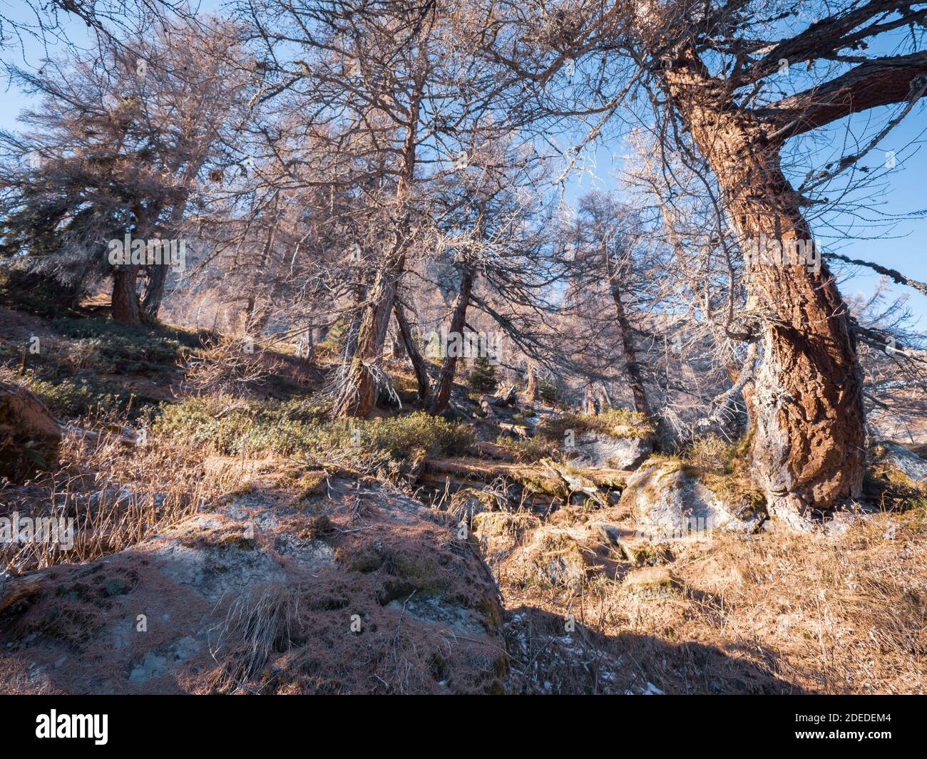 Angled trees line a mountain ridge against a backdrop of high alpine ...