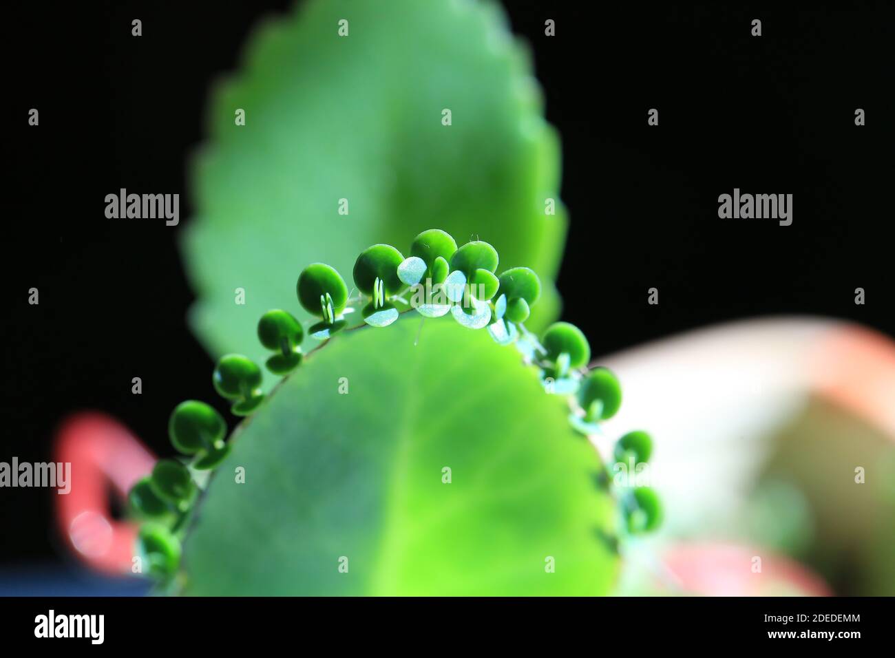 the devils backbone green color plant pot Stock Photo - Alamy