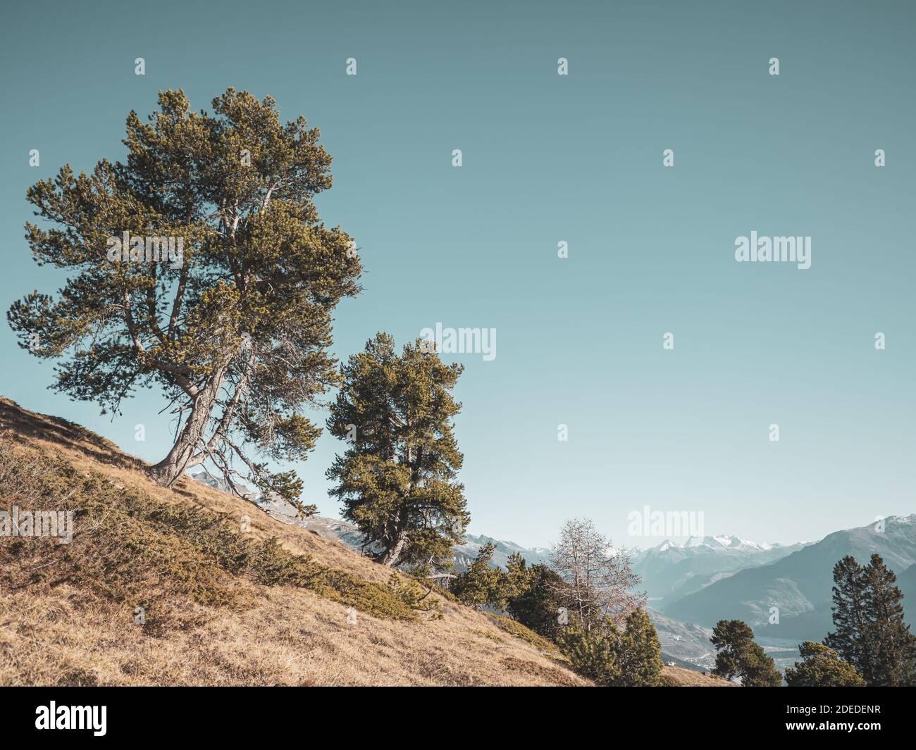 Angled trees line a mountain ridge against a backdrop of high alpine ...