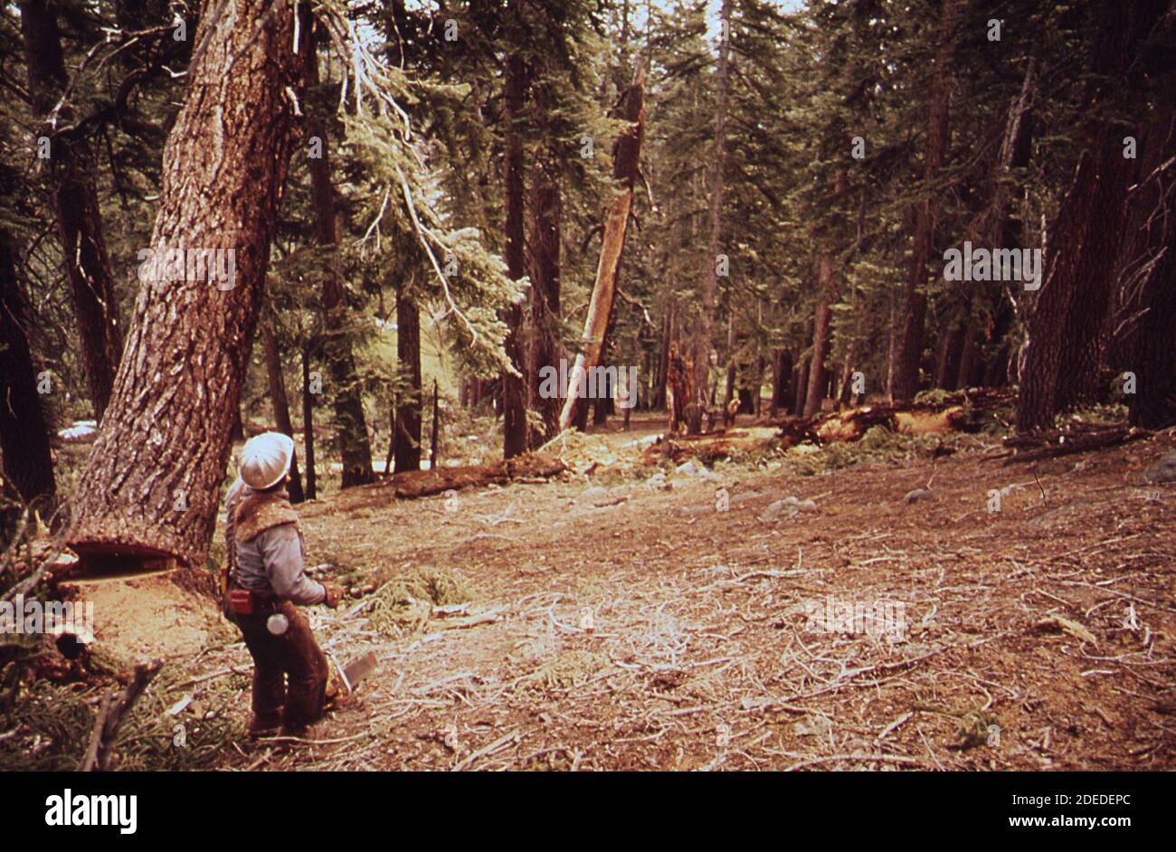 Dropping a red fir tree hi-res stock photography and images - Alamy