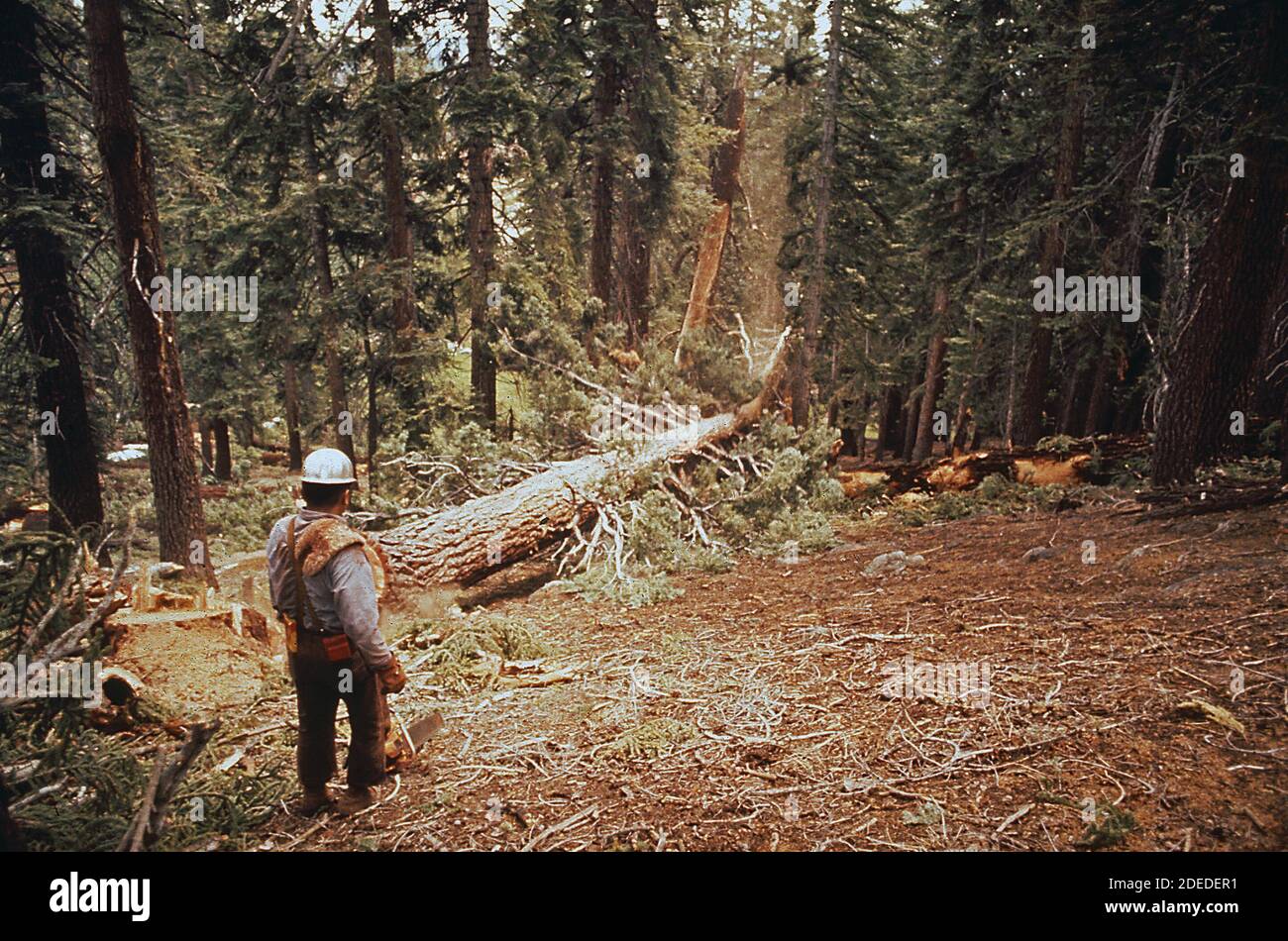 1970s Photos (1972) - D. Jackson felling red fir tree Stock Photo - Alamy