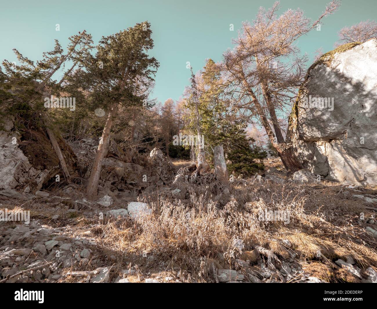 Angled trees line a mountain ridge against a backdrop of high alpine ...