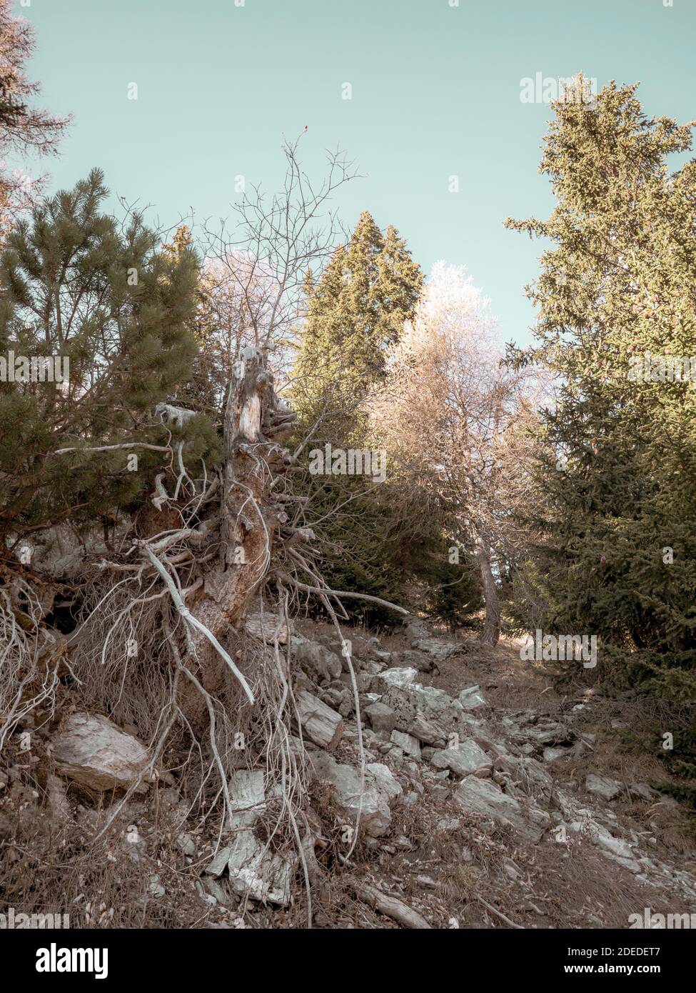 Angled trees line a mountain ridge against a backdrop of high alpine ...
