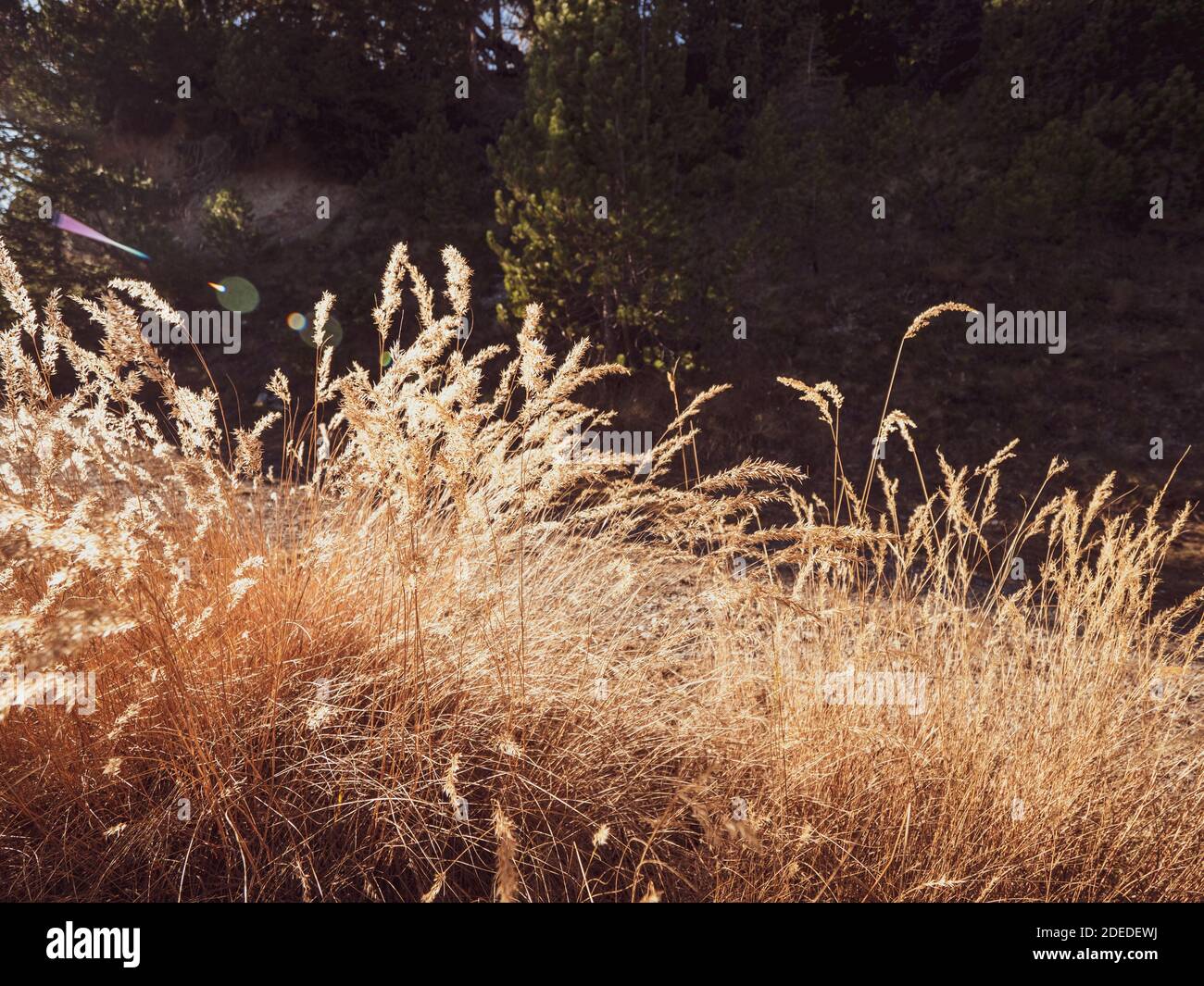 Blade of corn hi-res stock photography and images - Alamy