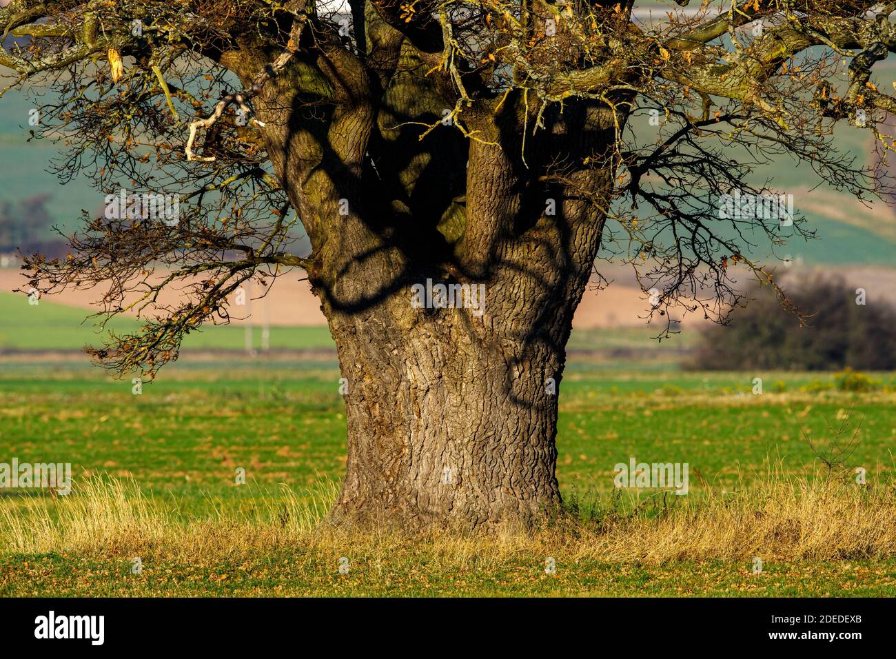Old oak woods High Resolution Stock Photography and Images - Alamy