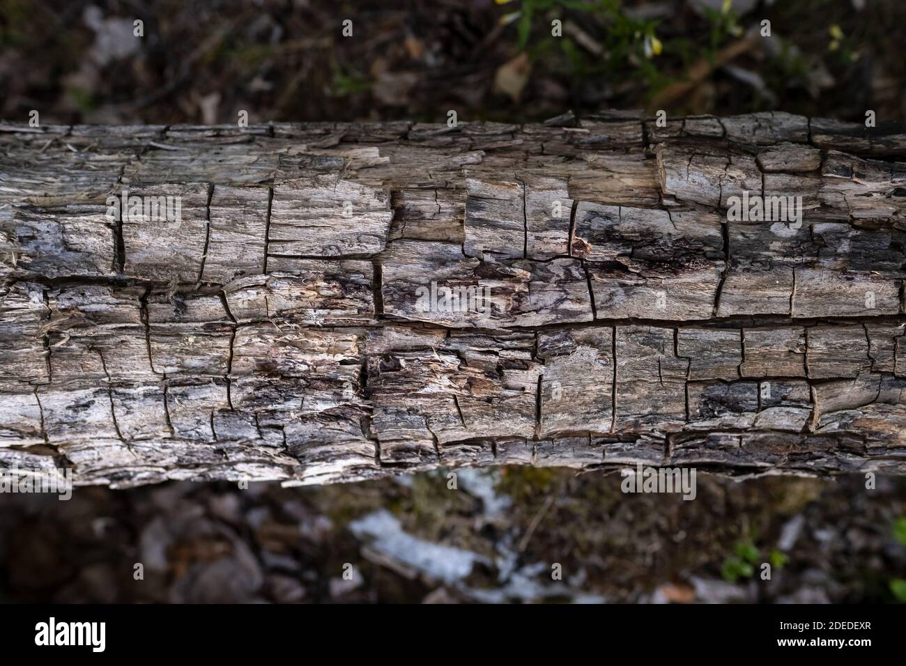 Cracked wood fibers hi-res stock photography and images - Alamy