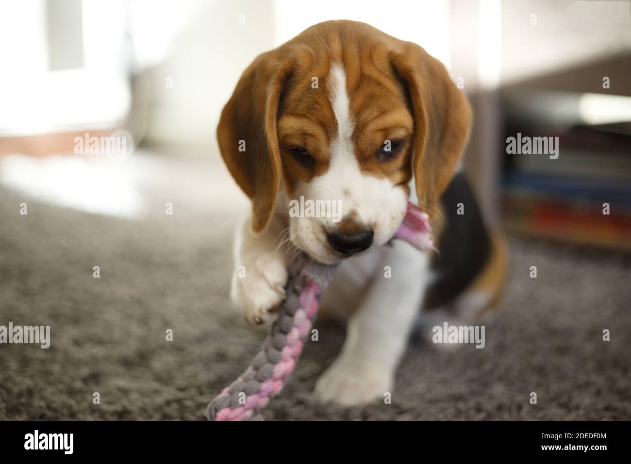 little cute beagle puppy playing with a toy Stock Photo - Alamy