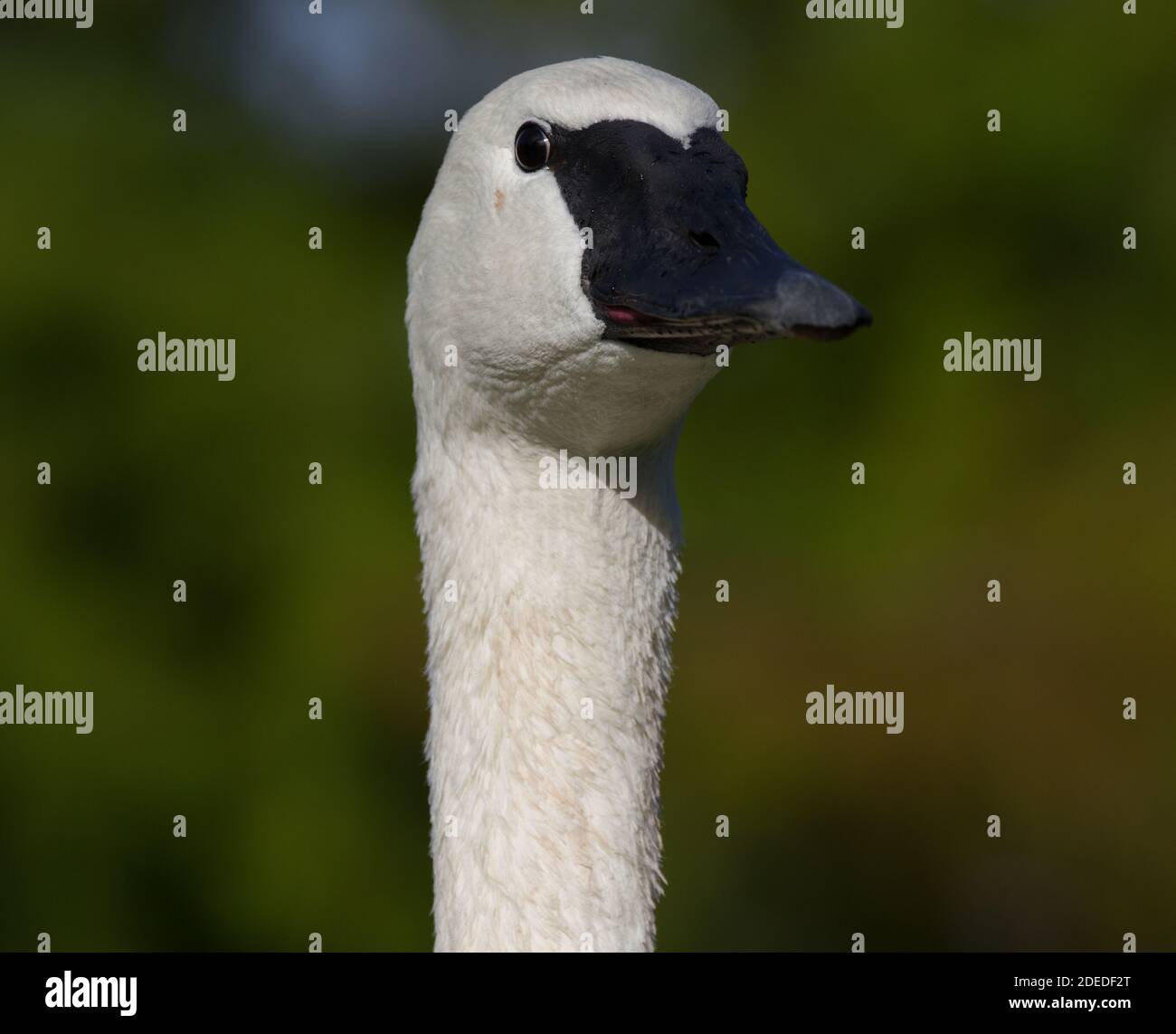 trumpeter Swan. Cygnus buccinator. Closeup of single adult. Captive. UK ...