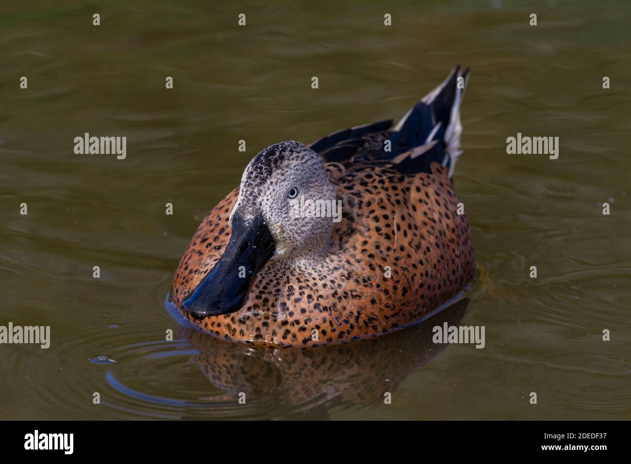 Red Shoveler. Anas platalea. Portrait of single adult male. Captive. UK ...
