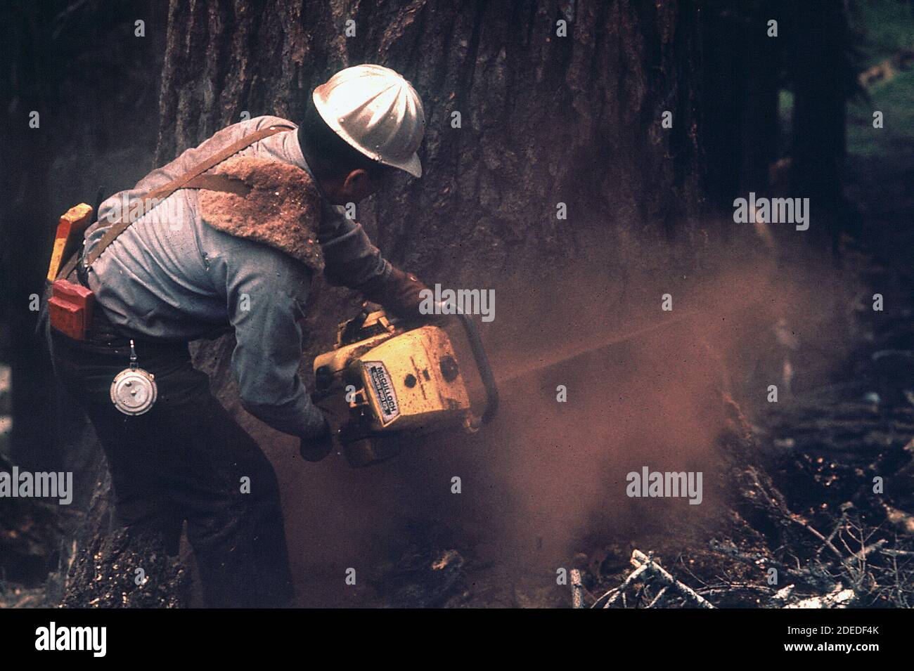 Dropping a red fir tree hi-res stock photography and images - Alamy