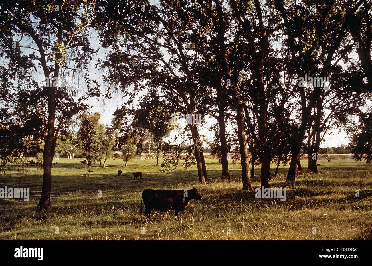 1970s Photos (1972) - Black angus cattle at ranch Stock Photo - Alamy