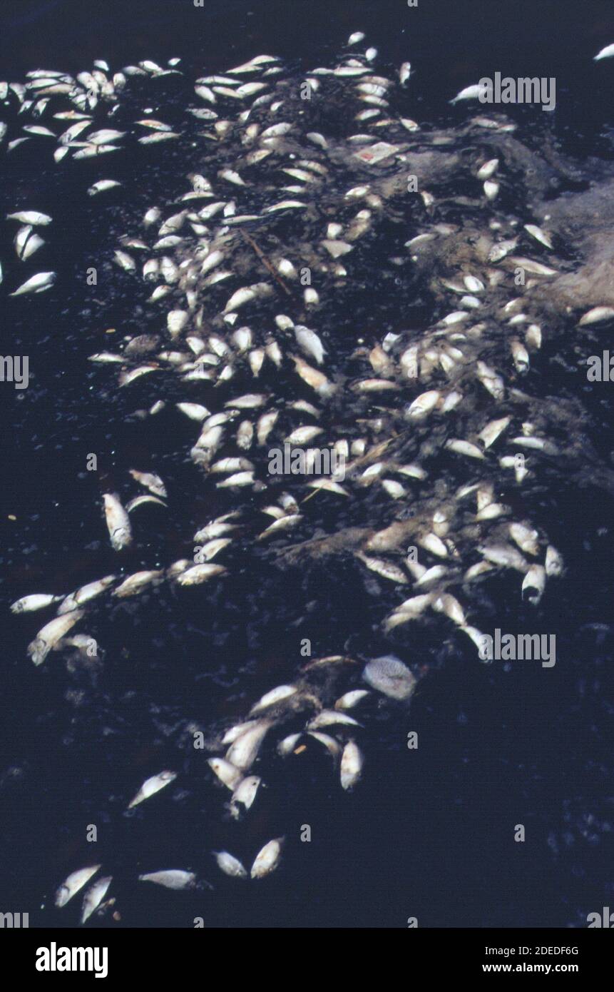 Dead menhaden in Chesapeake Bay ca. 1973 Stock Photo - Alamy