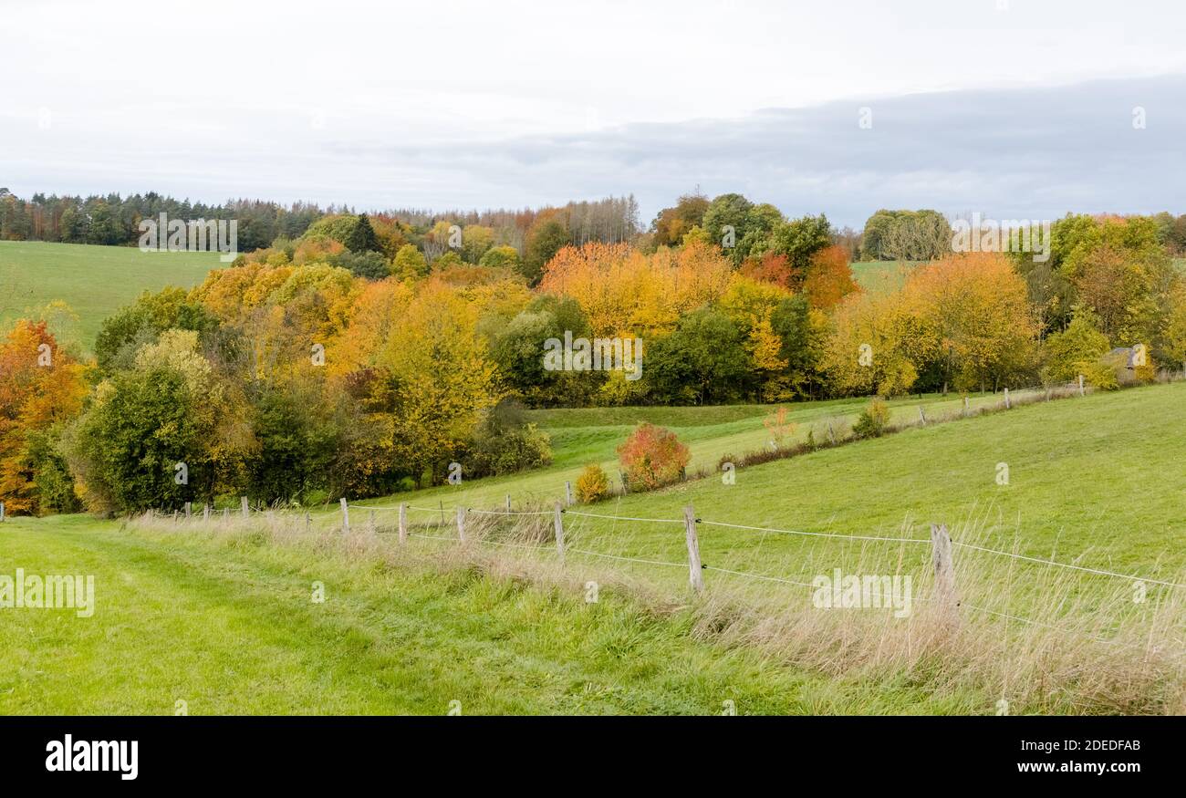 Autumn colors in the woodlands, colorful foliage, trees in the forest ...