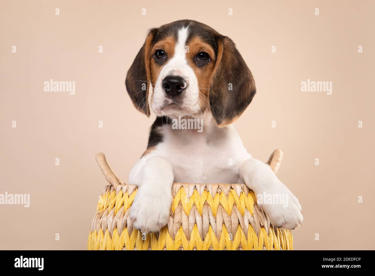 Beagle puppy basket hi-res stock photography and images - Alamy