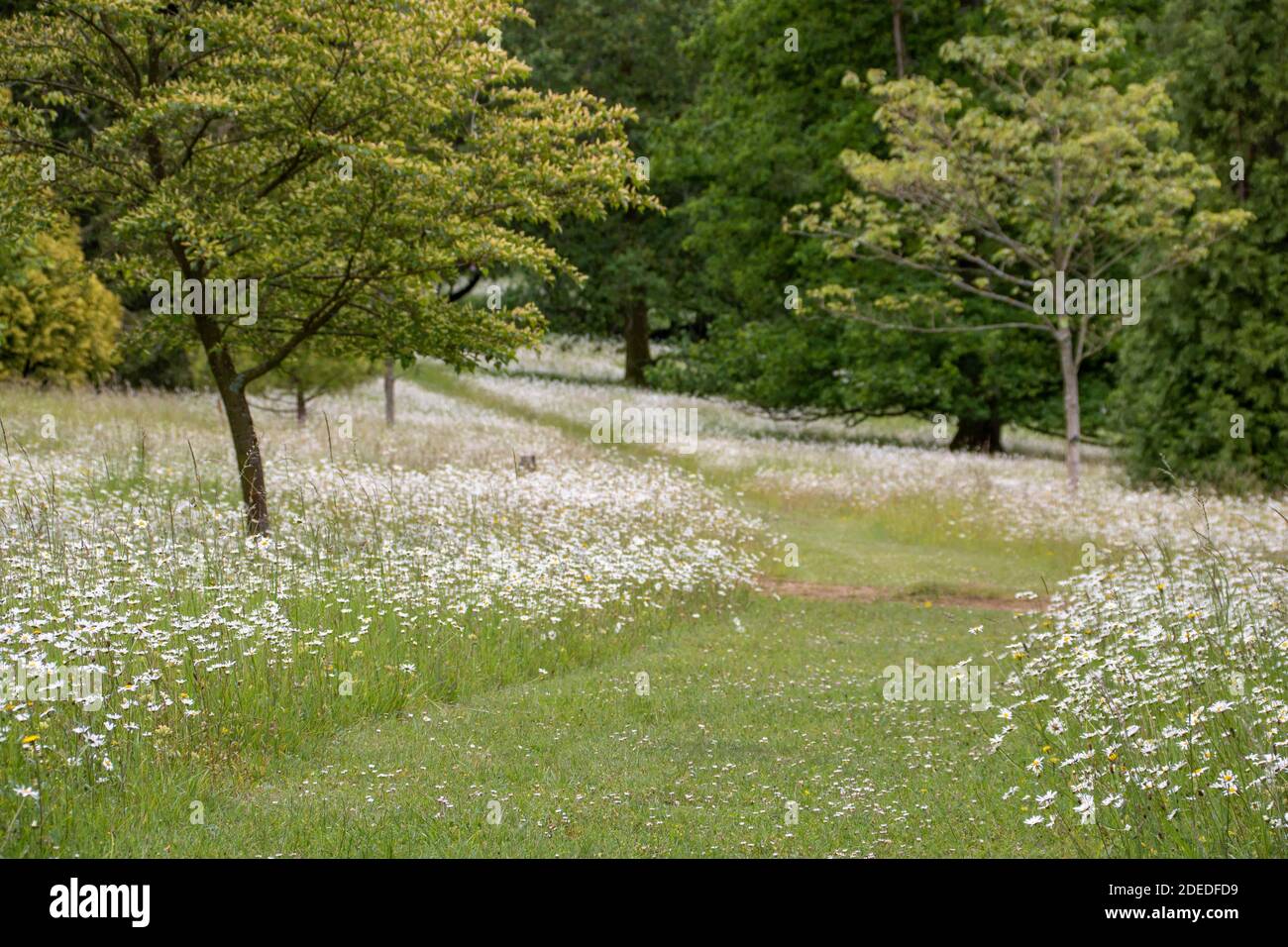 pathway cut through the middle oof a pretty wildflower meadow Stock ...