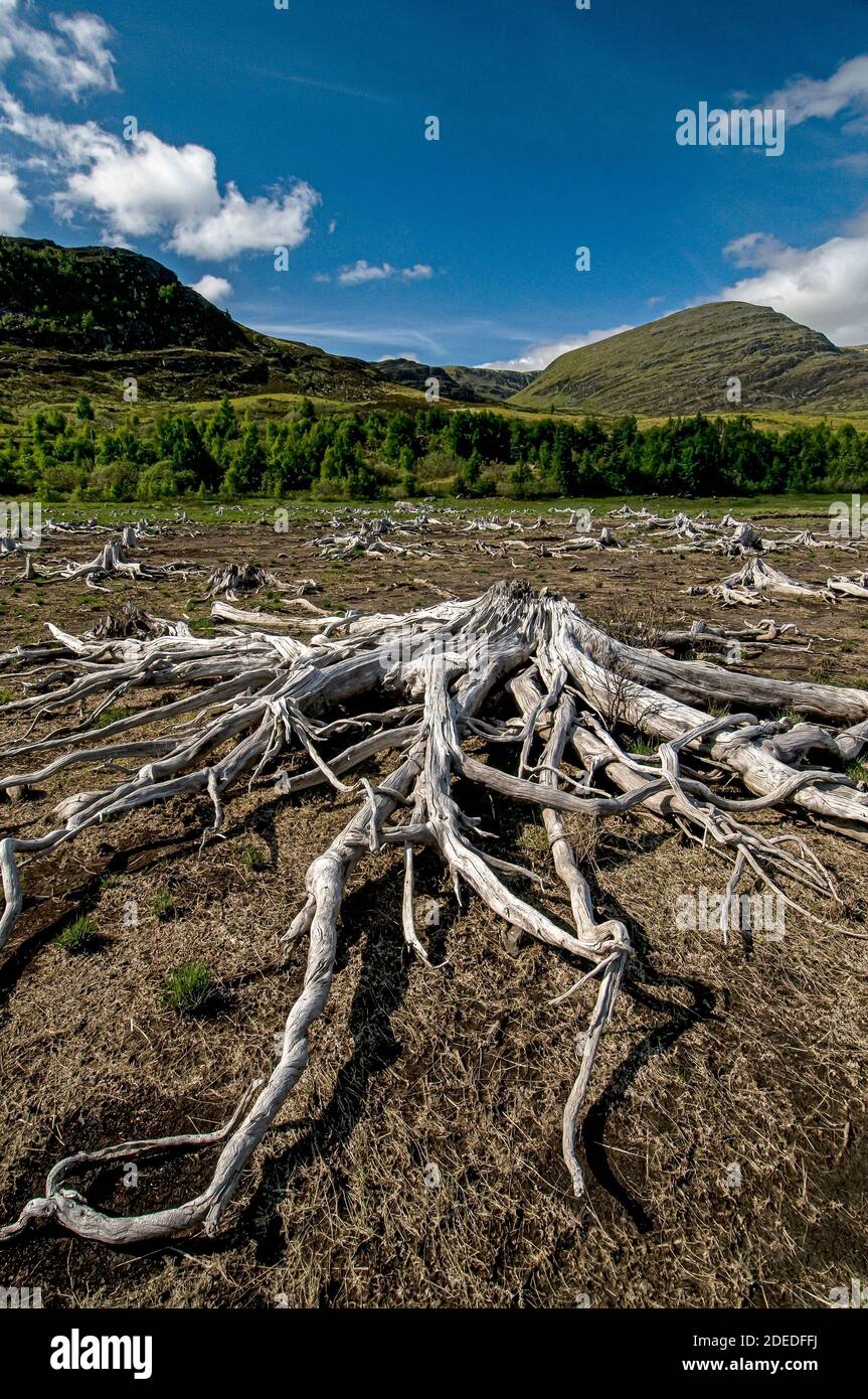 Tree roots on an old flood plane where execssive water logging has ...