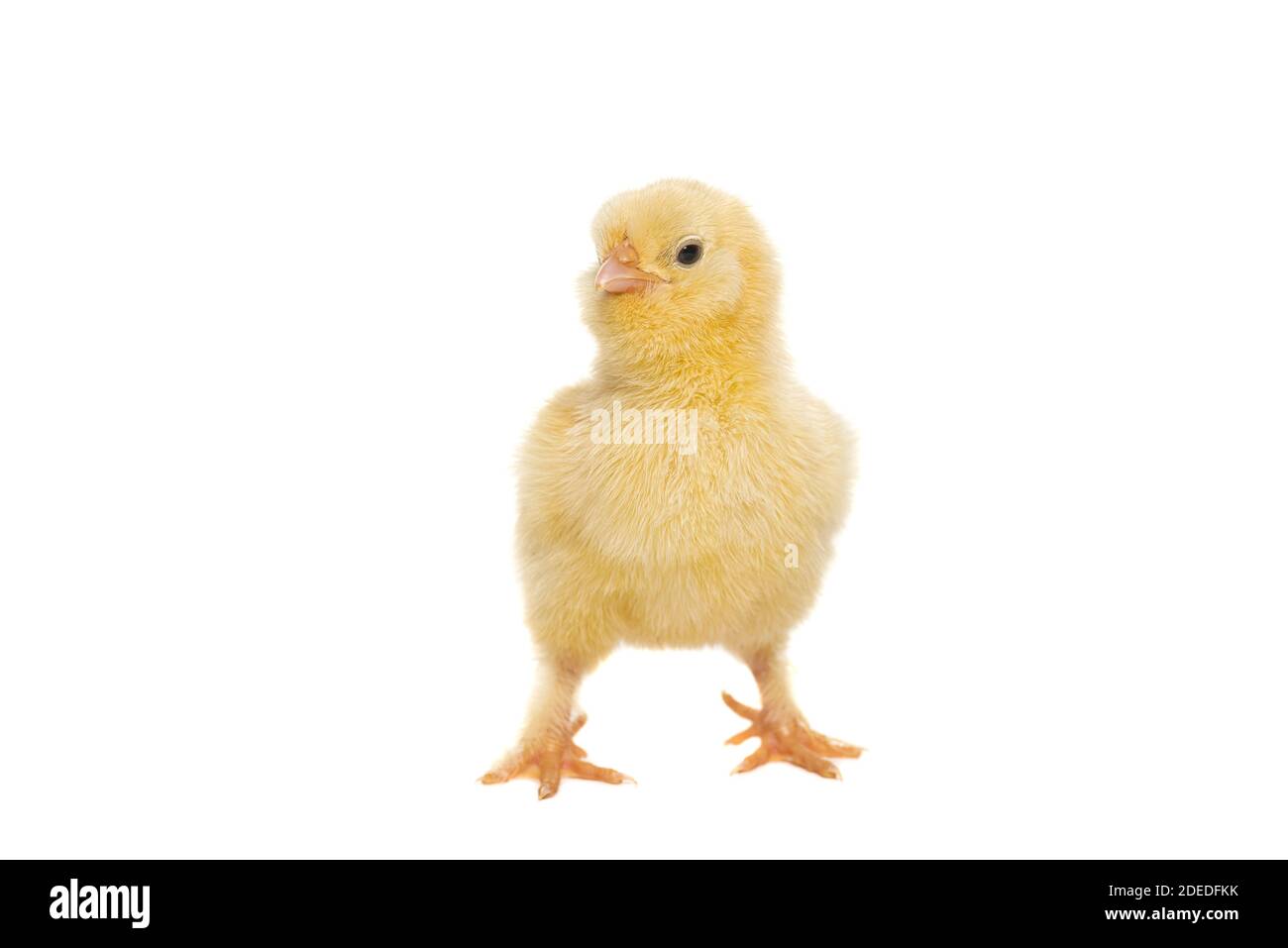 Cute yellow young chicken seen from the front isolated on a white ...