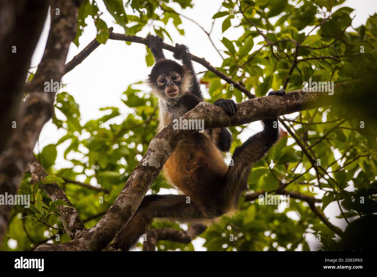 Panama wildlife with Azuero Spider Monkey, Ateles geoffroyi azuerensis ...