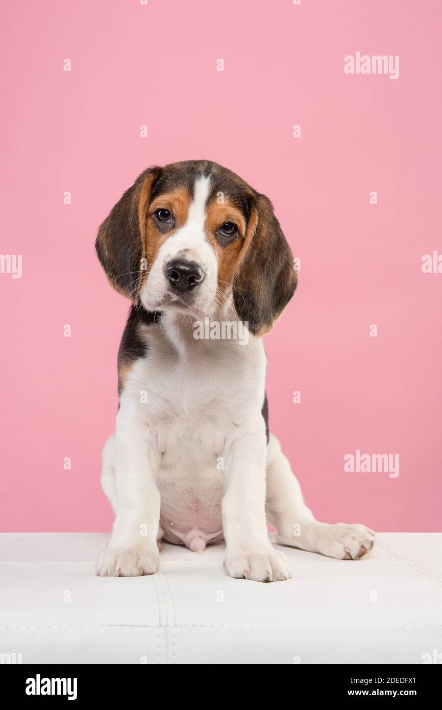 Cute beagle puppy looking at the camera sitting on a bench on a pink ...