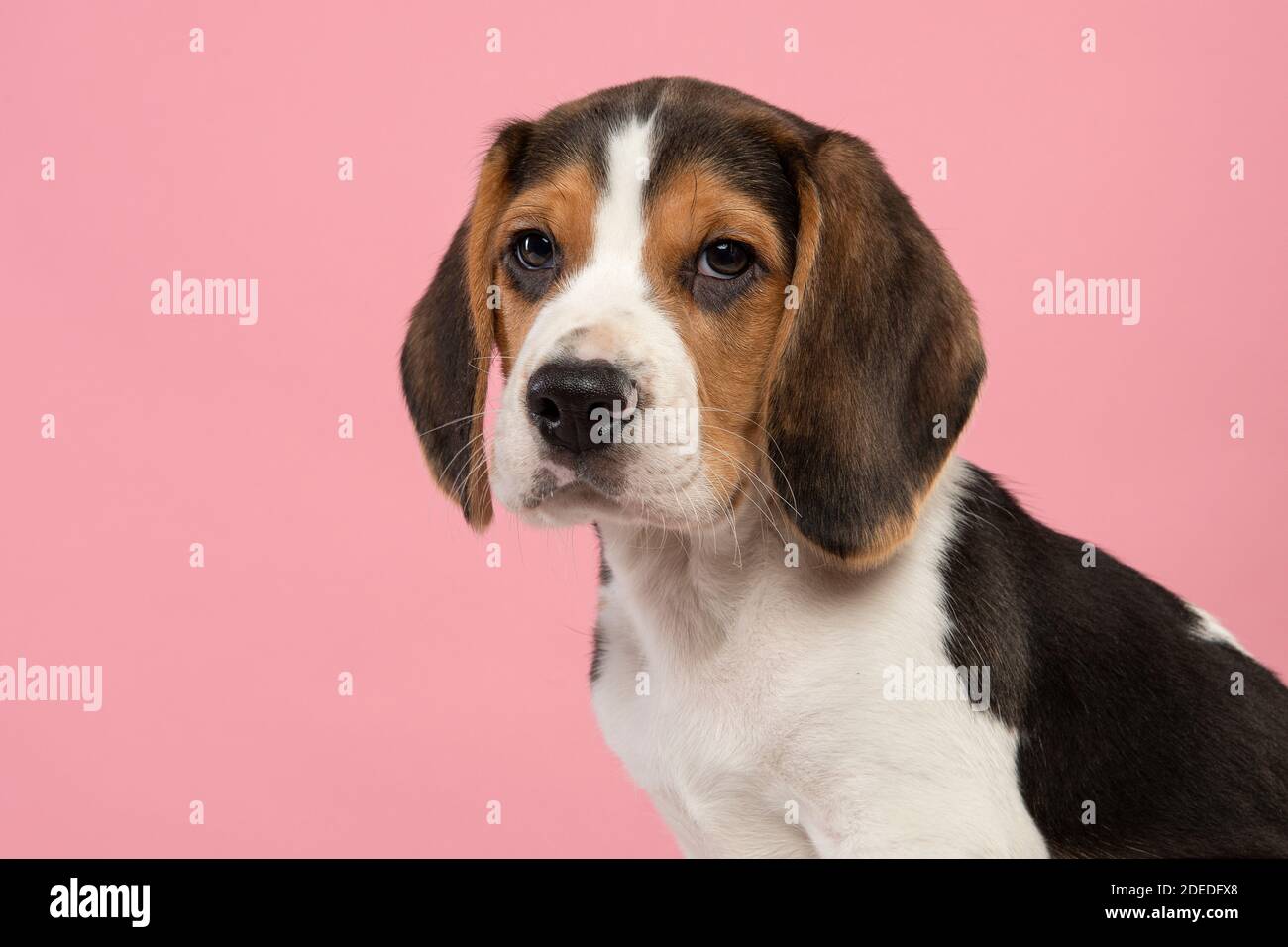 Portrait of a cute beagle puppy looking at the camera on a pink ...