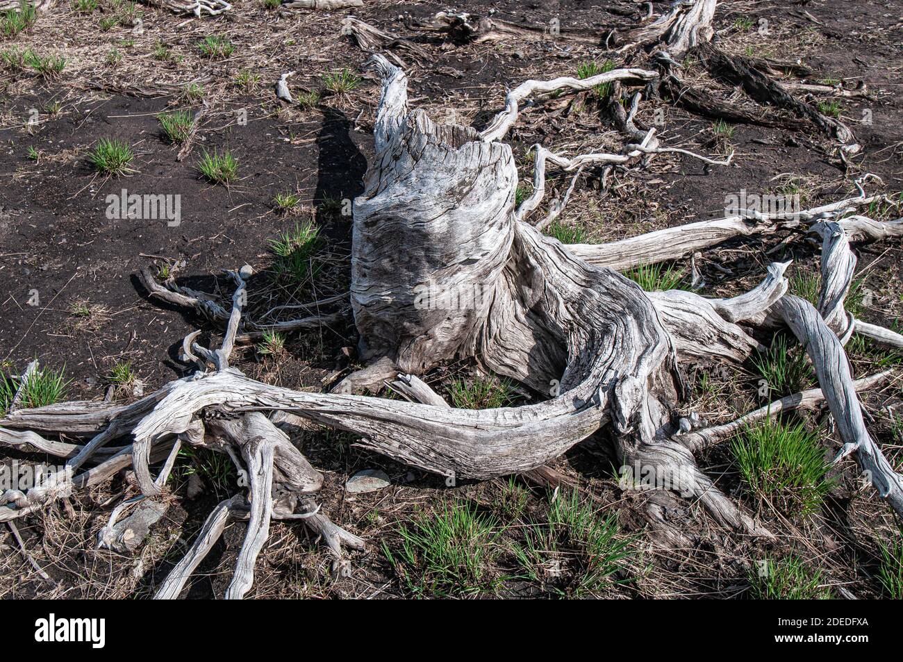 Tree roots on an old flood plane where execssive water logging has ...