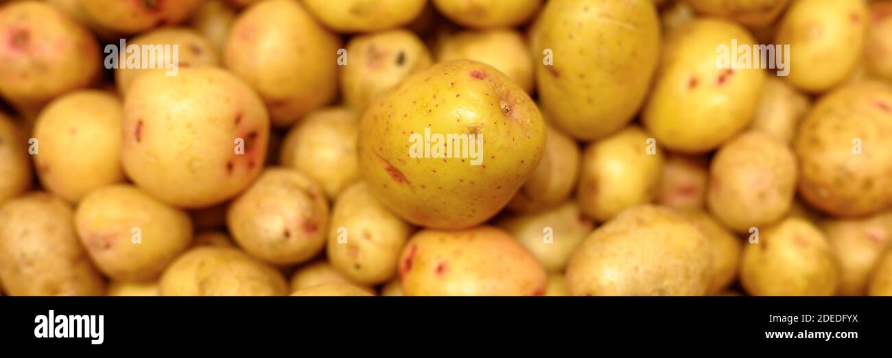 a pile of vegetables washed yellow potatoes as background. banner Stock ...
