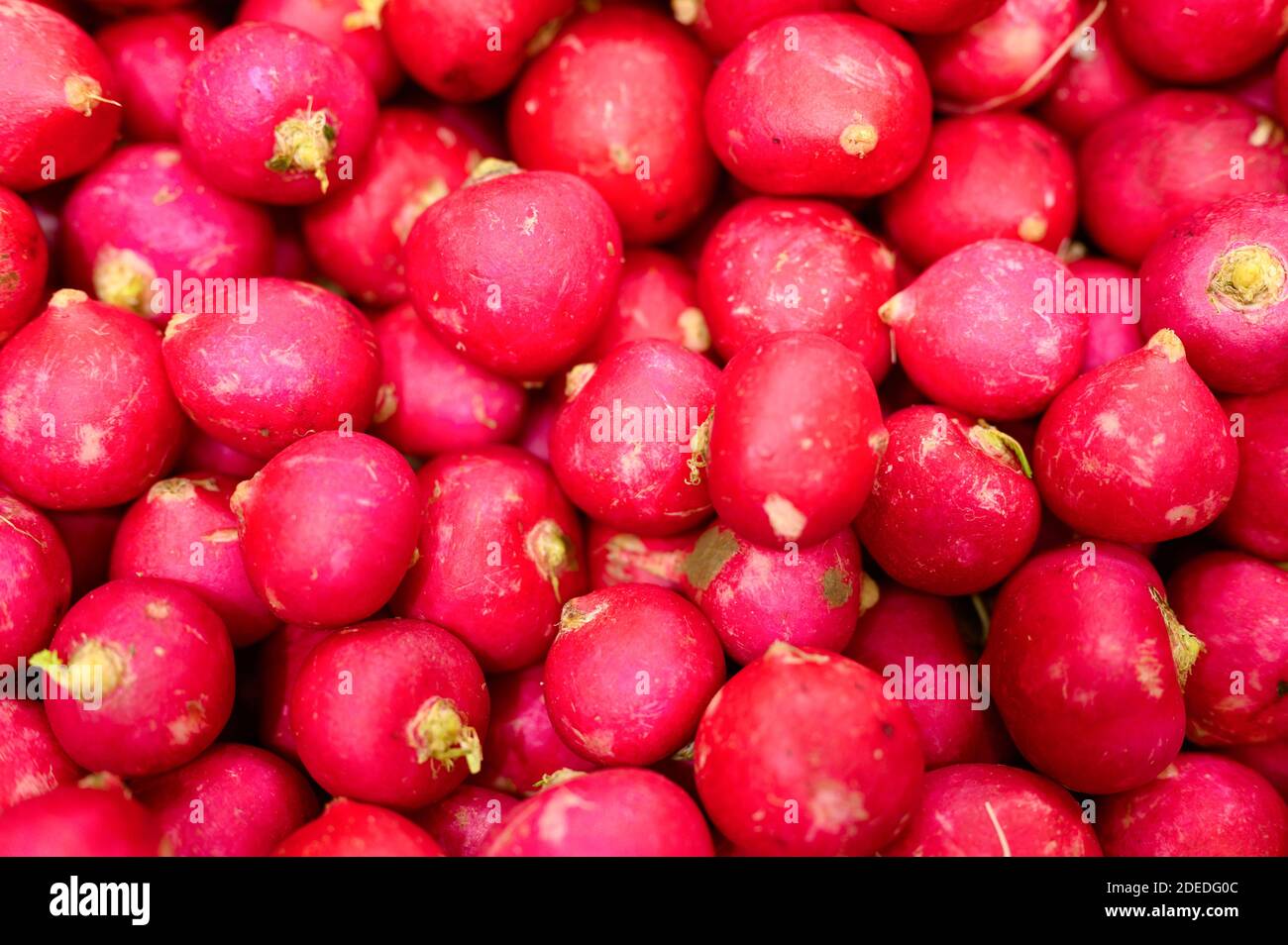 a pile of vegetables round red radishes as background Stock Photo - Alamy