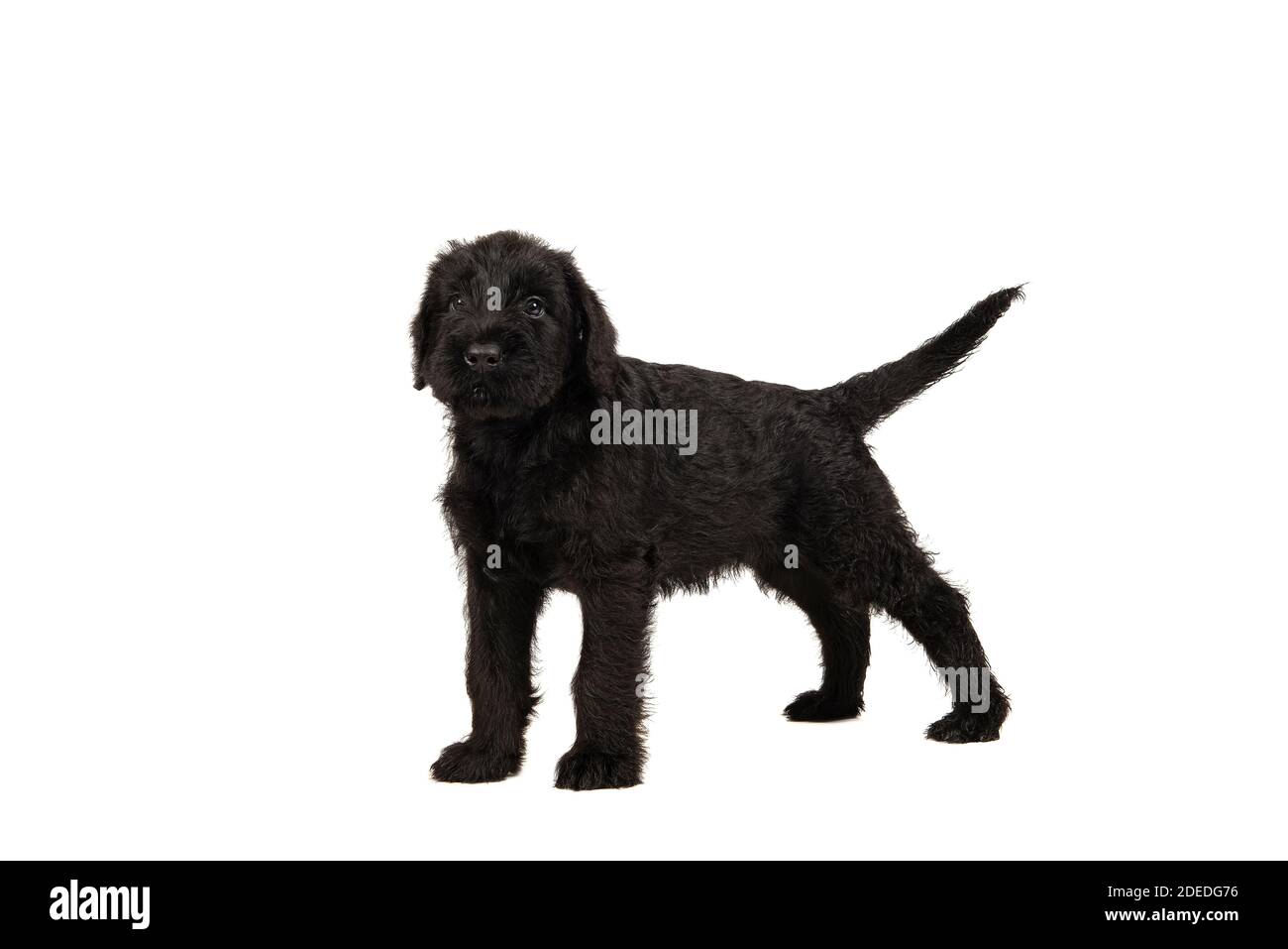 Cute standing Giant Schnauzer puppy looking at the camera isolated on a ...