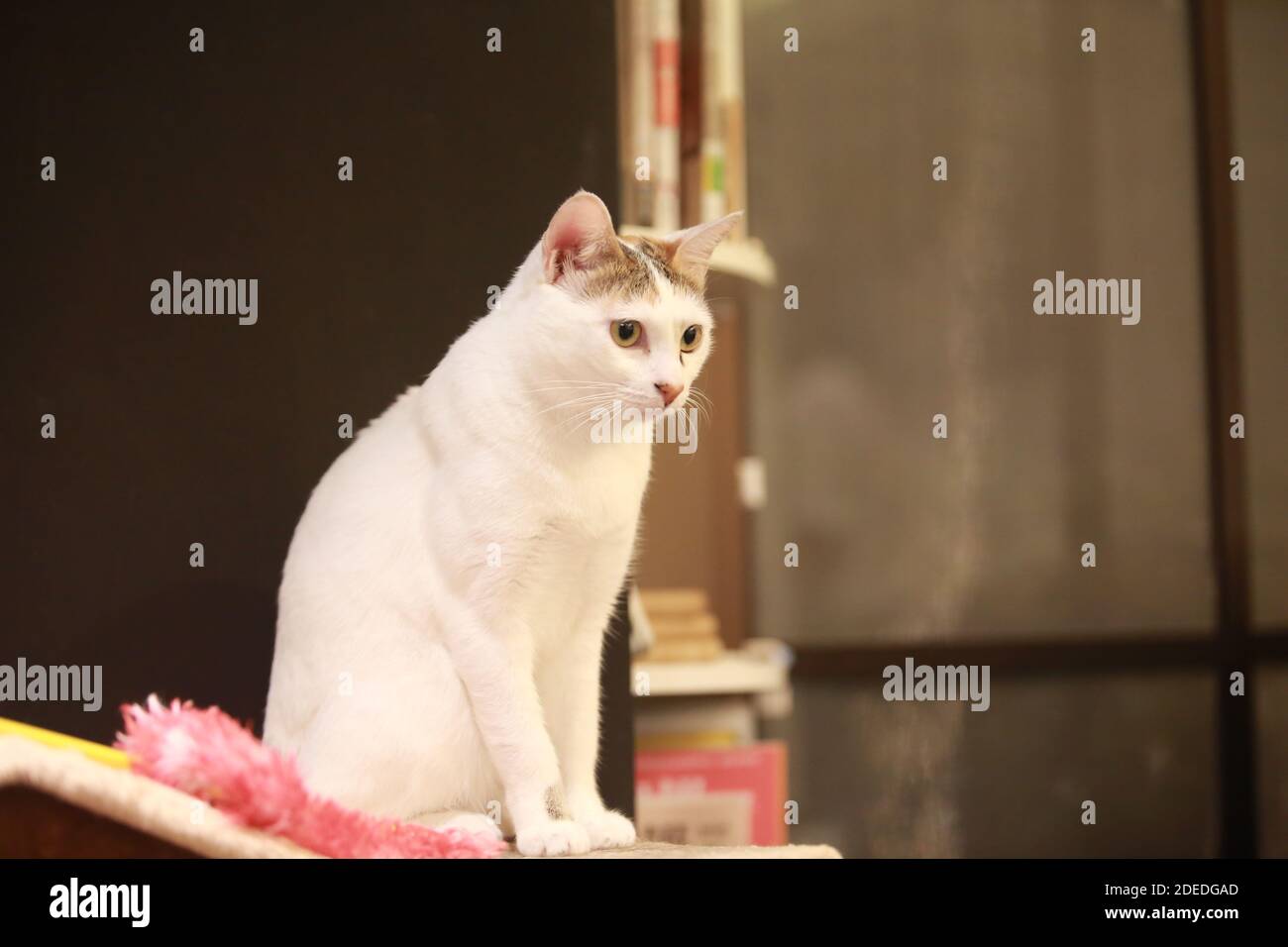 sad cat sit here Stock Photo - Alamy