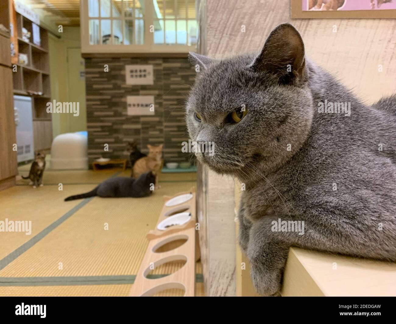 grey Russian cat with big head shot Stock Photo - Alamy