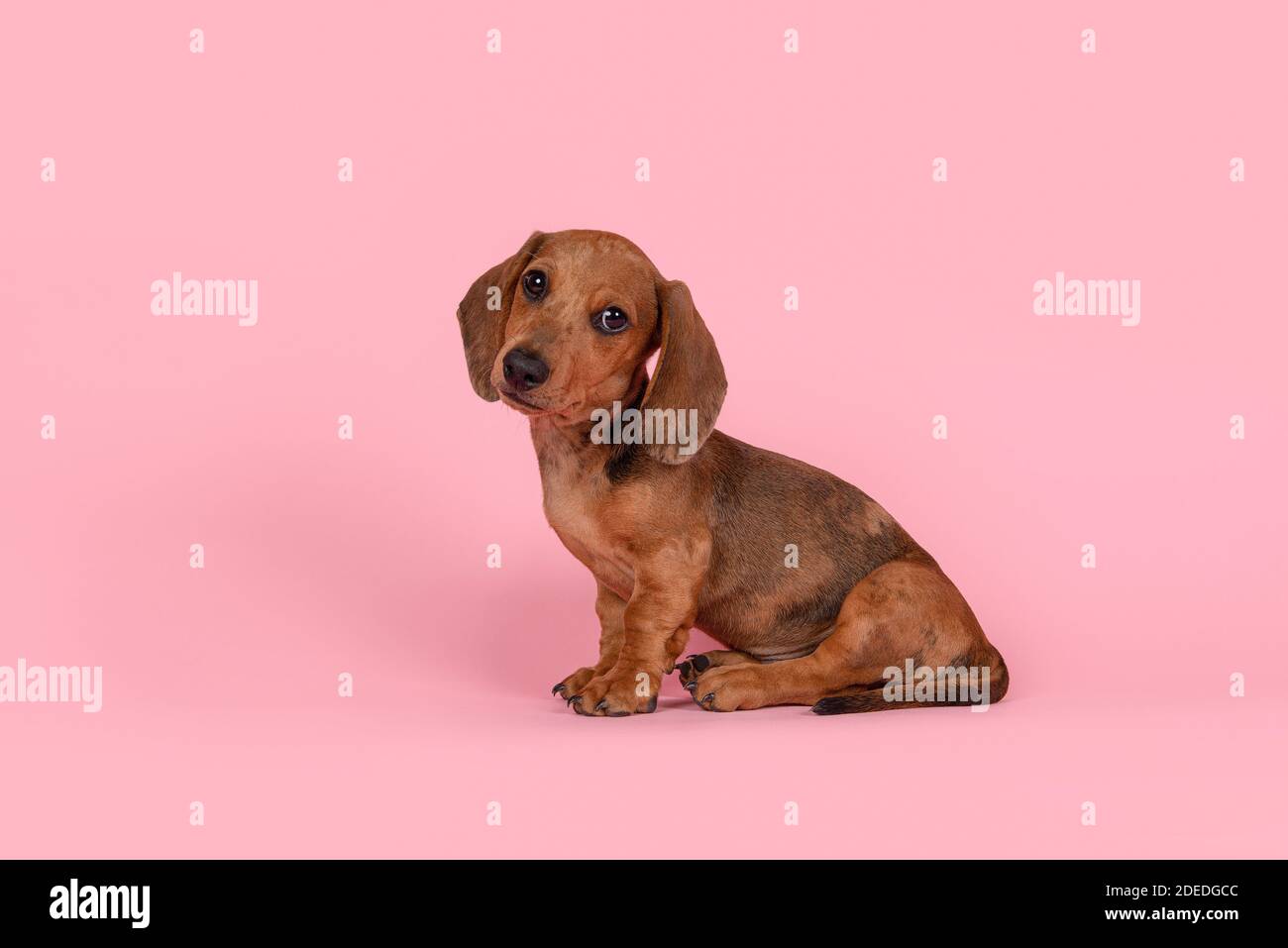 Cute badger dog puppy looking at the camera sitting on a pink ...