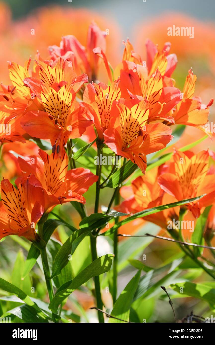 Inca lily hi-res stock photography and images - Alamy