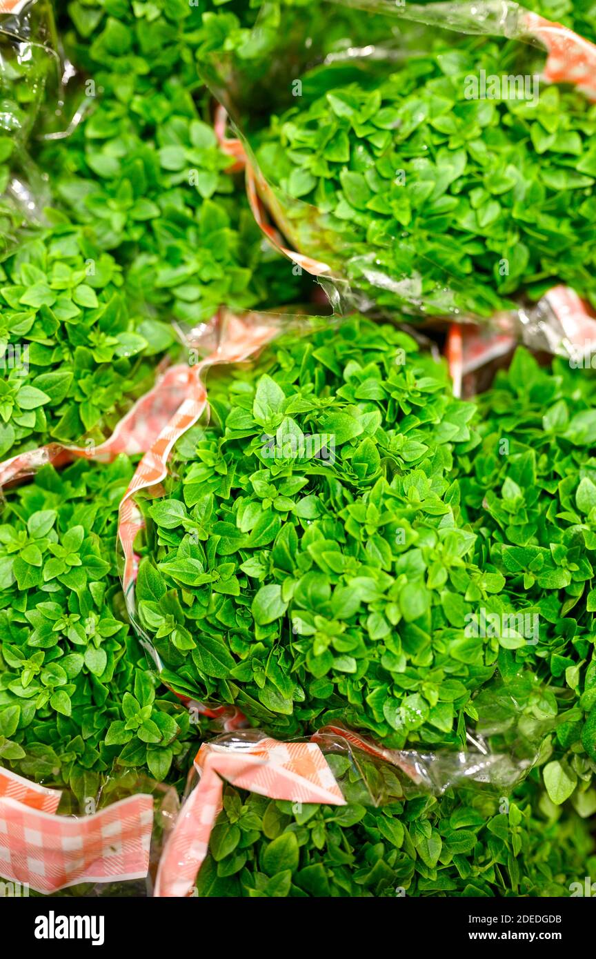 Basil a culinary and medicinal herb hi-res stock photography and images ...