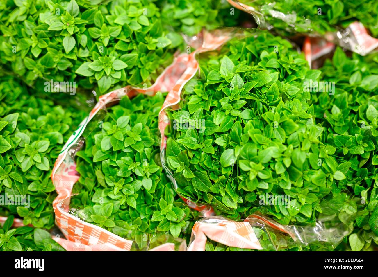Basil a culinary and medicinal herb hi-res stock photography and images ...