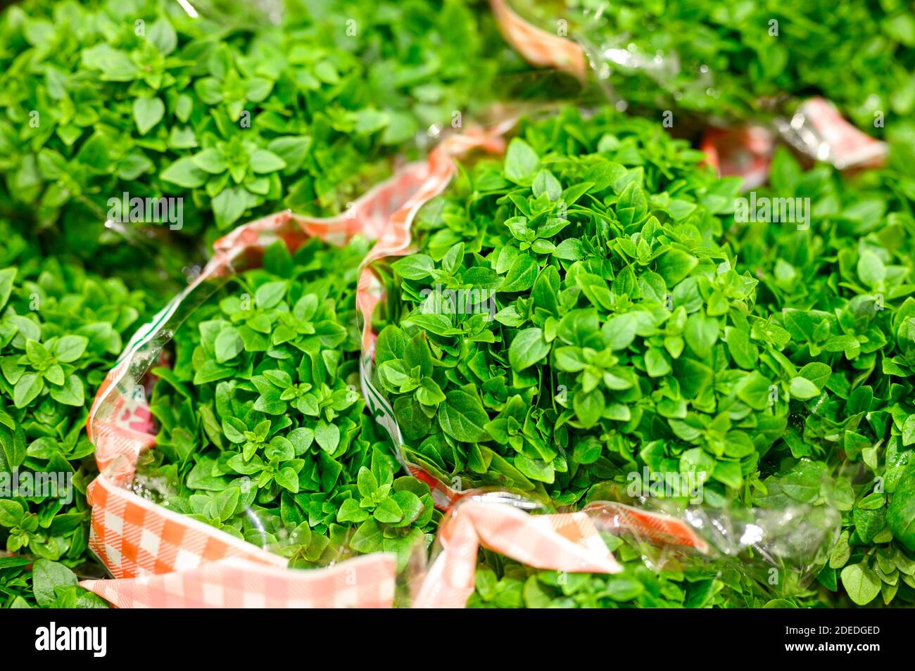 Basil a culinary and medicinal herb hi-res stock photography and images ...