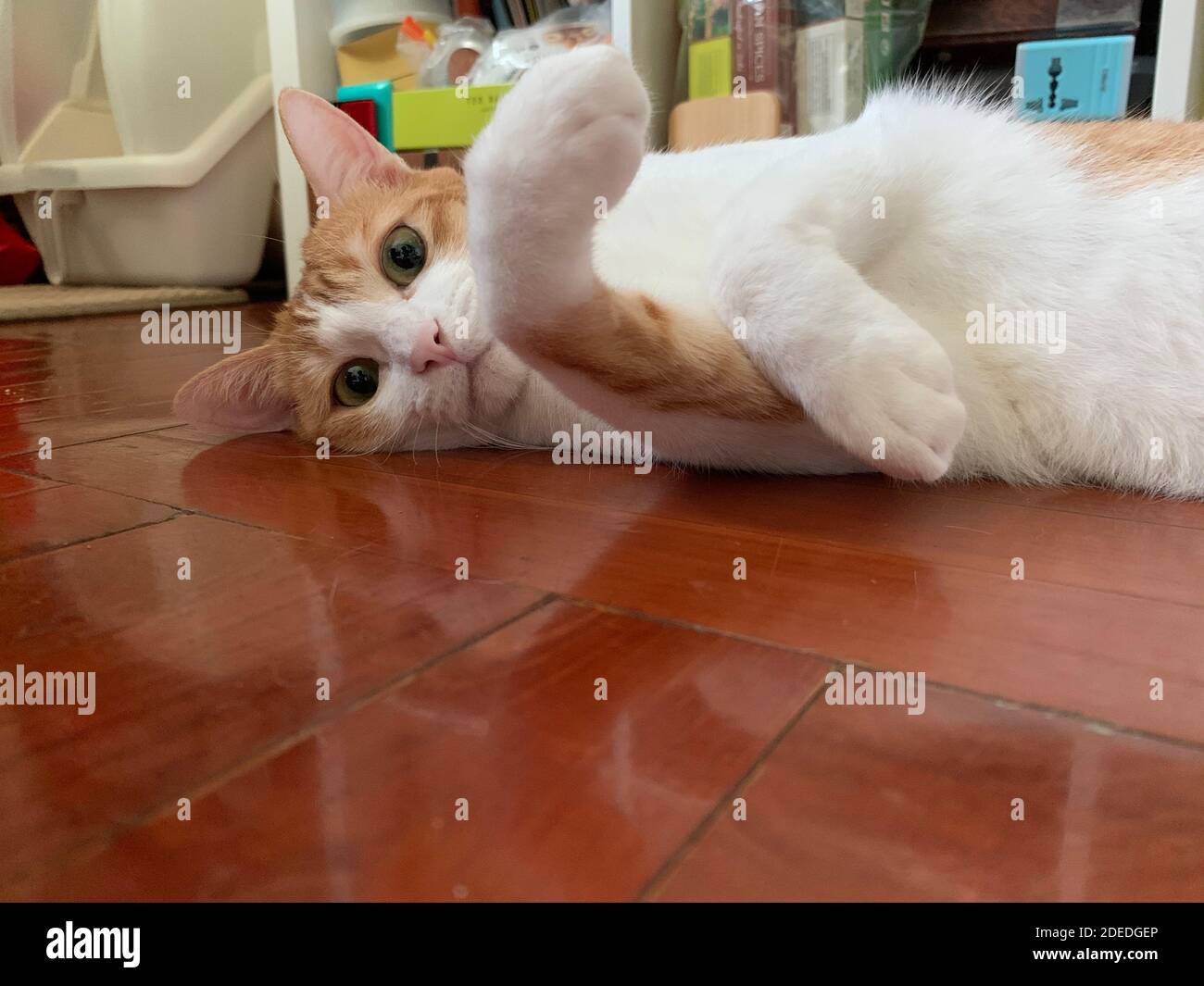 gingre cat move her hand and play Stock Photo - Alamy