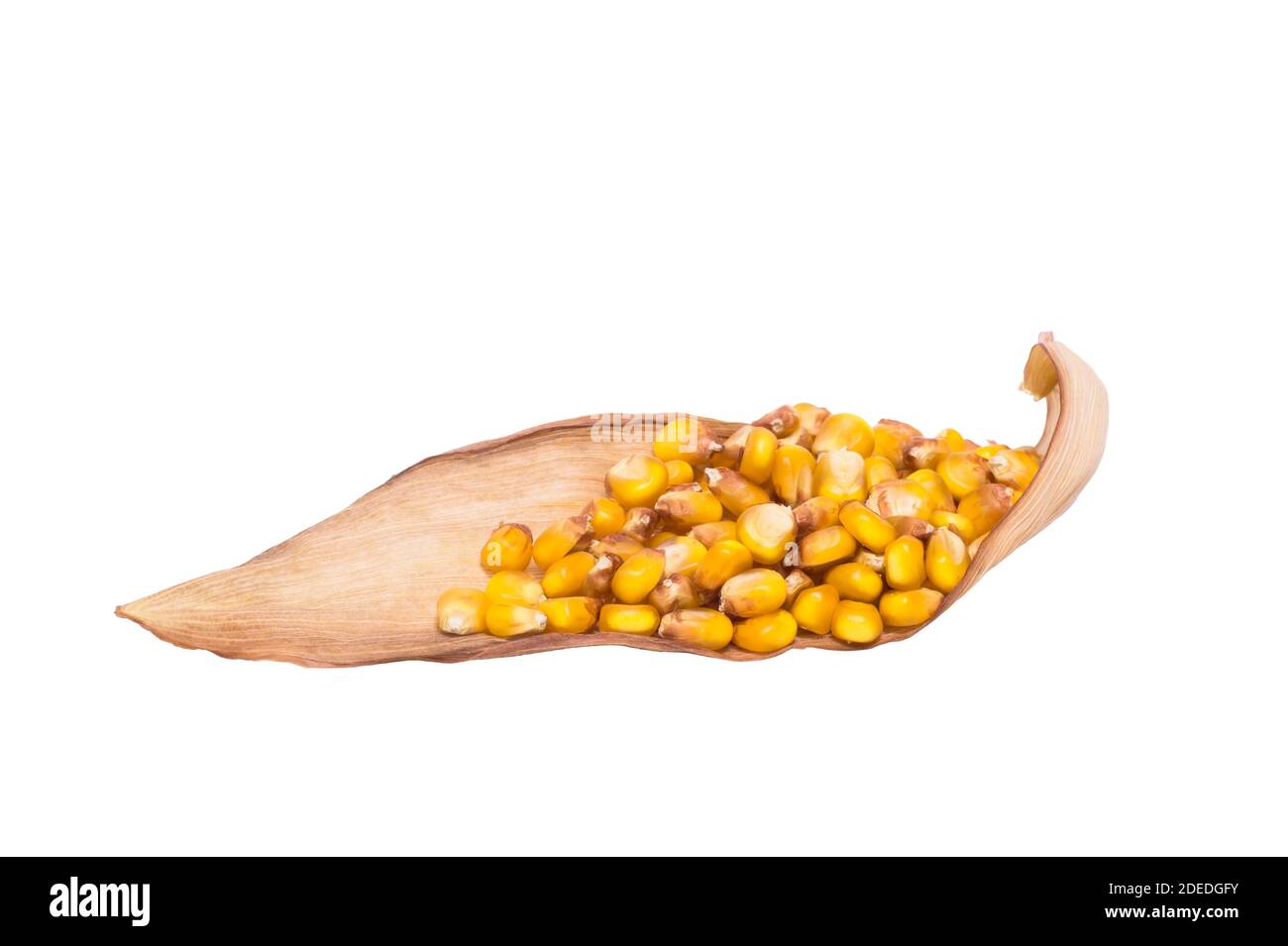 Corn grains are scattered by a handful on a dry corn leaf carved on a ...