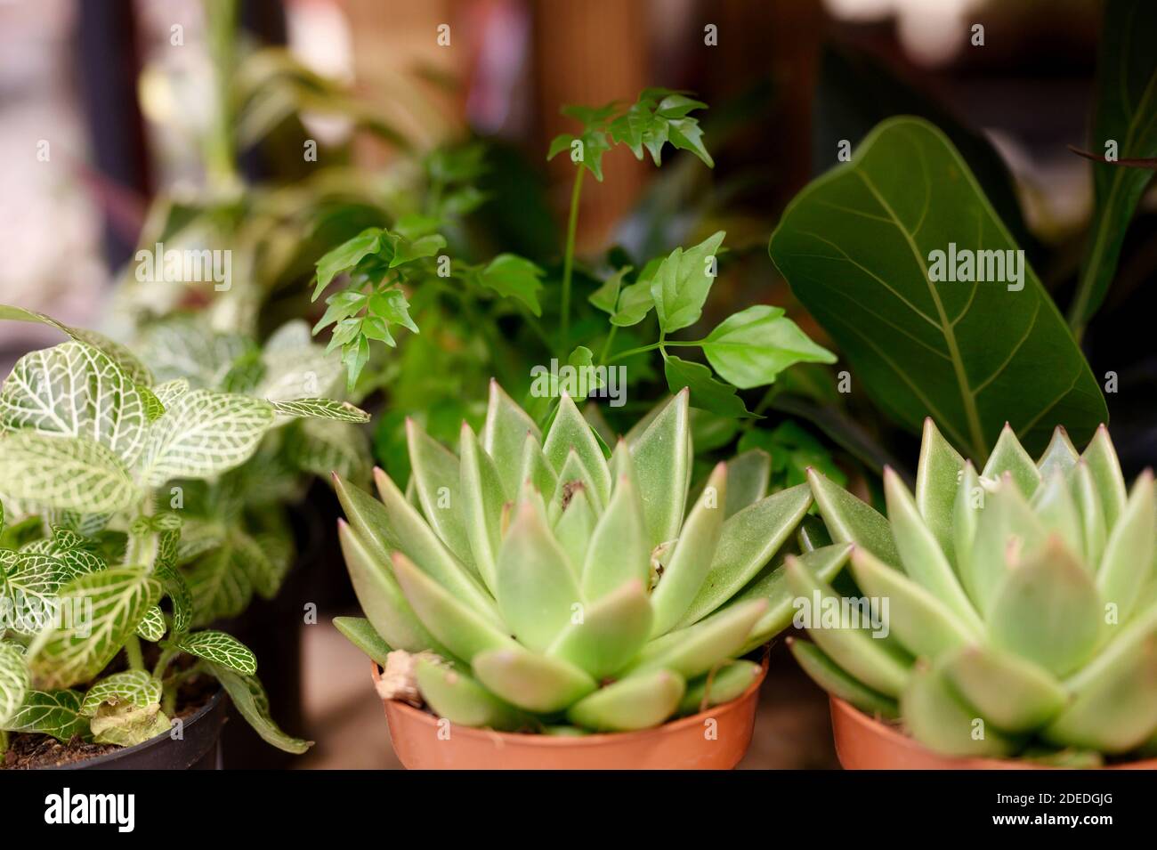 Various succulents in pots hi-res stock photography and images - Alamy