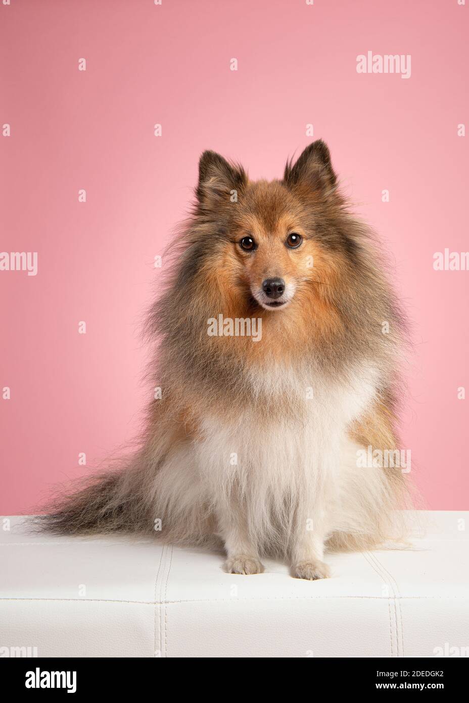 Pretty shetland sheepdog looking at the camera sitting on a pink ...