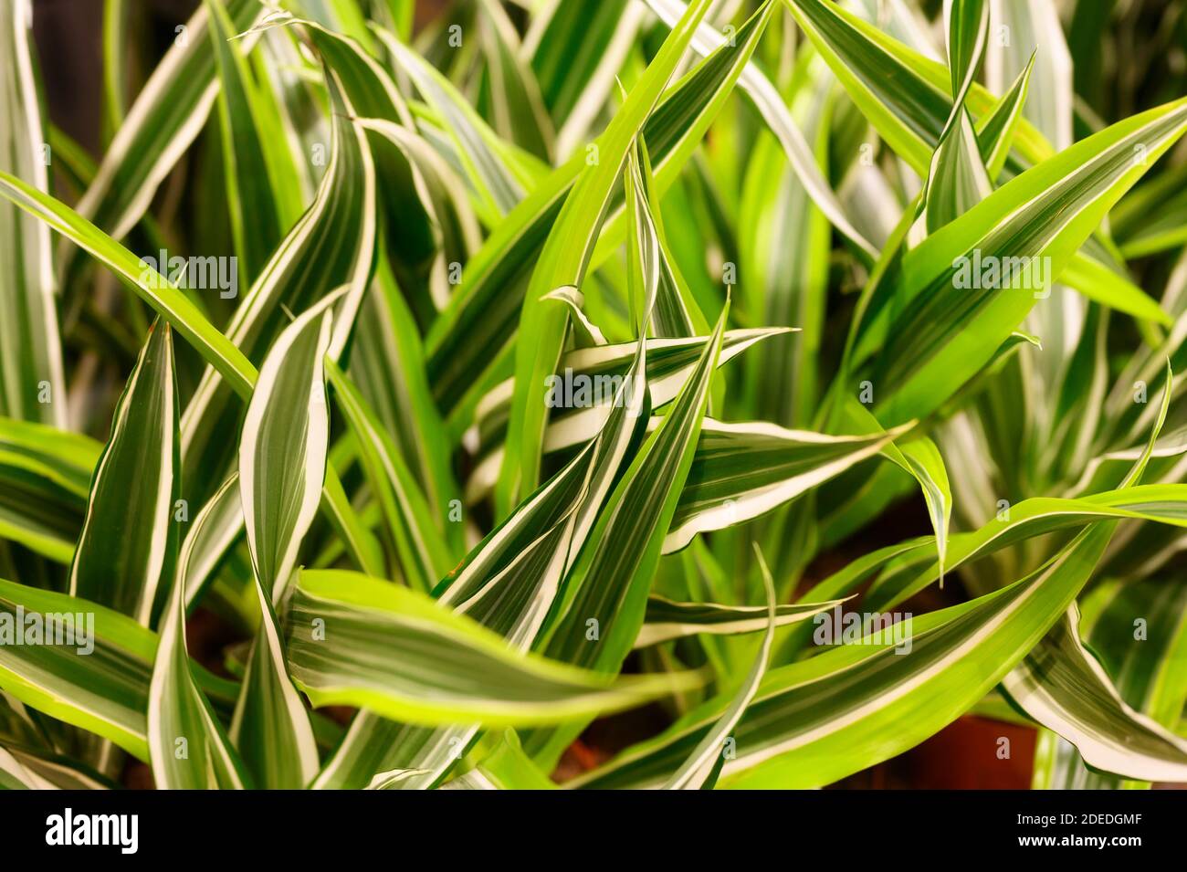 leaves potted dracaena compact lemon lime Warneckii Variegate Stock ...