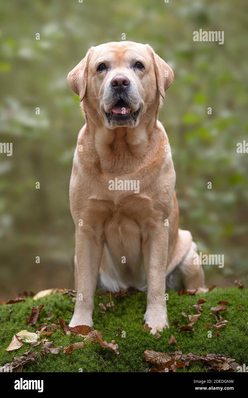 Yellow labrador retriever sitting hi-res stock photography and images ...