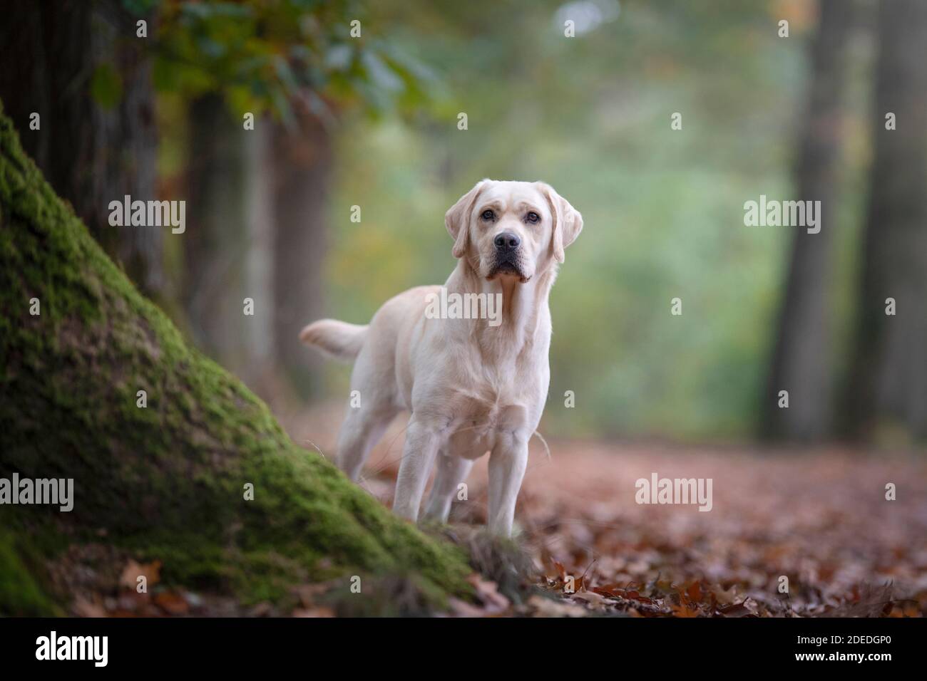 Pretty yellow labrador retriever standing in a forest lane Stock Photo ...