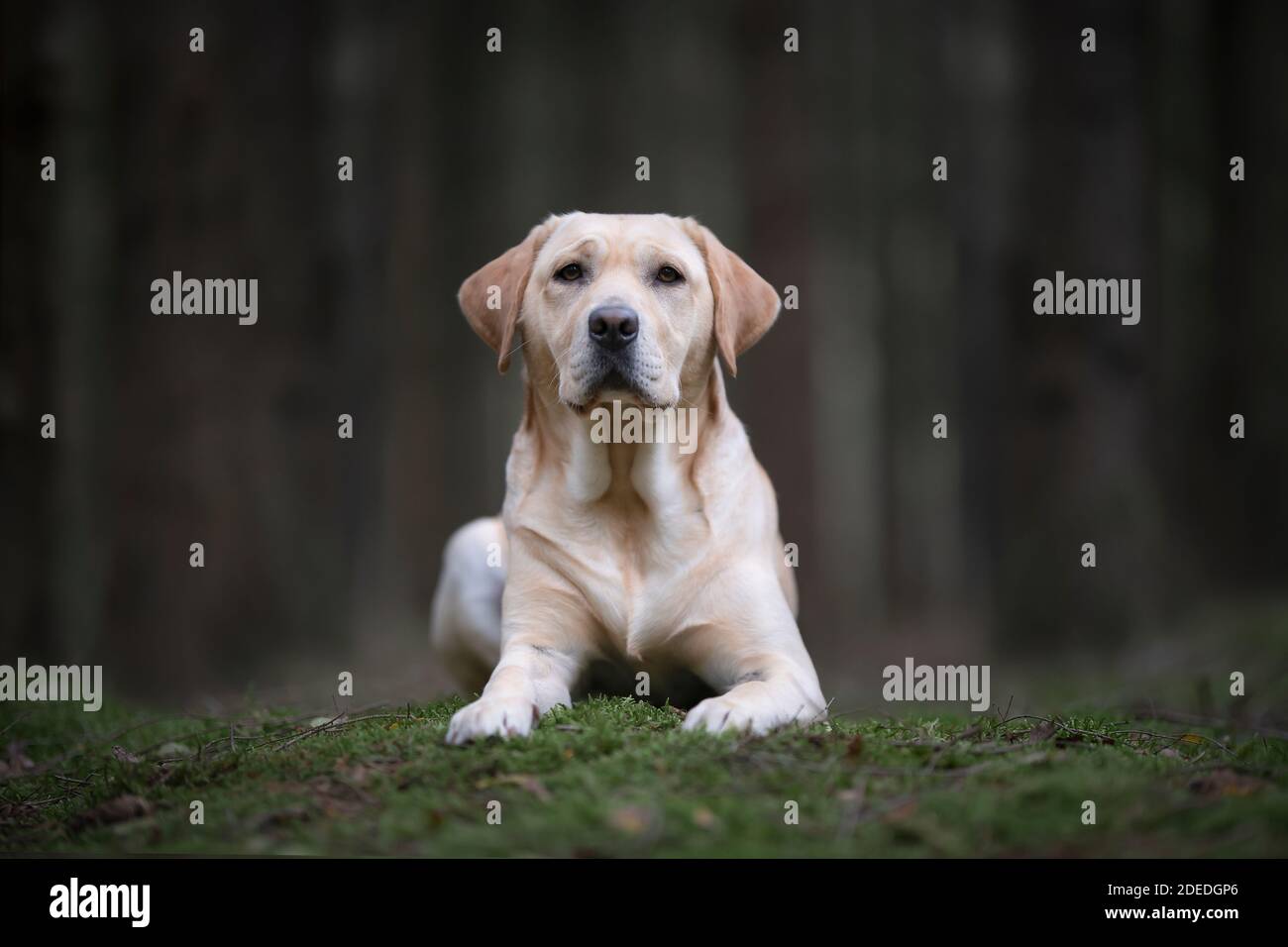Pretty yellow labrador retriever lying down looking at the camera in a ...
